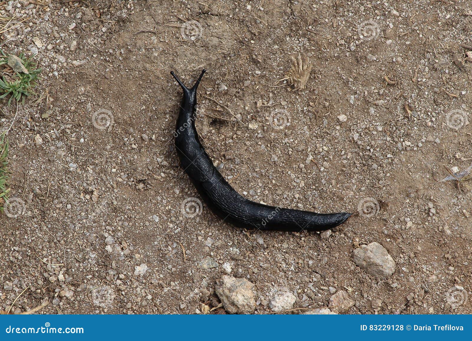 Huge black snail. stock photo. Image of ground, slow - 83229128