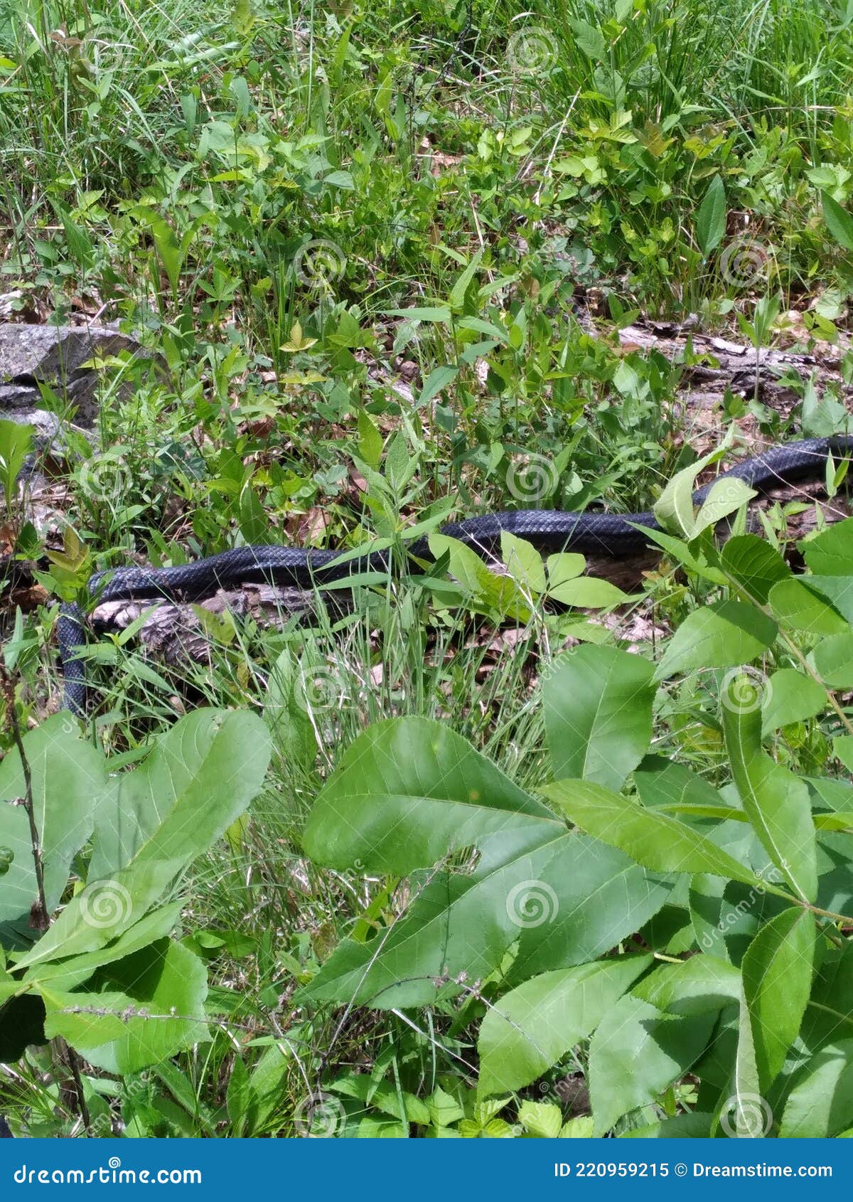Huge Black Snake stock image. Image of fruit, produce - 220959215