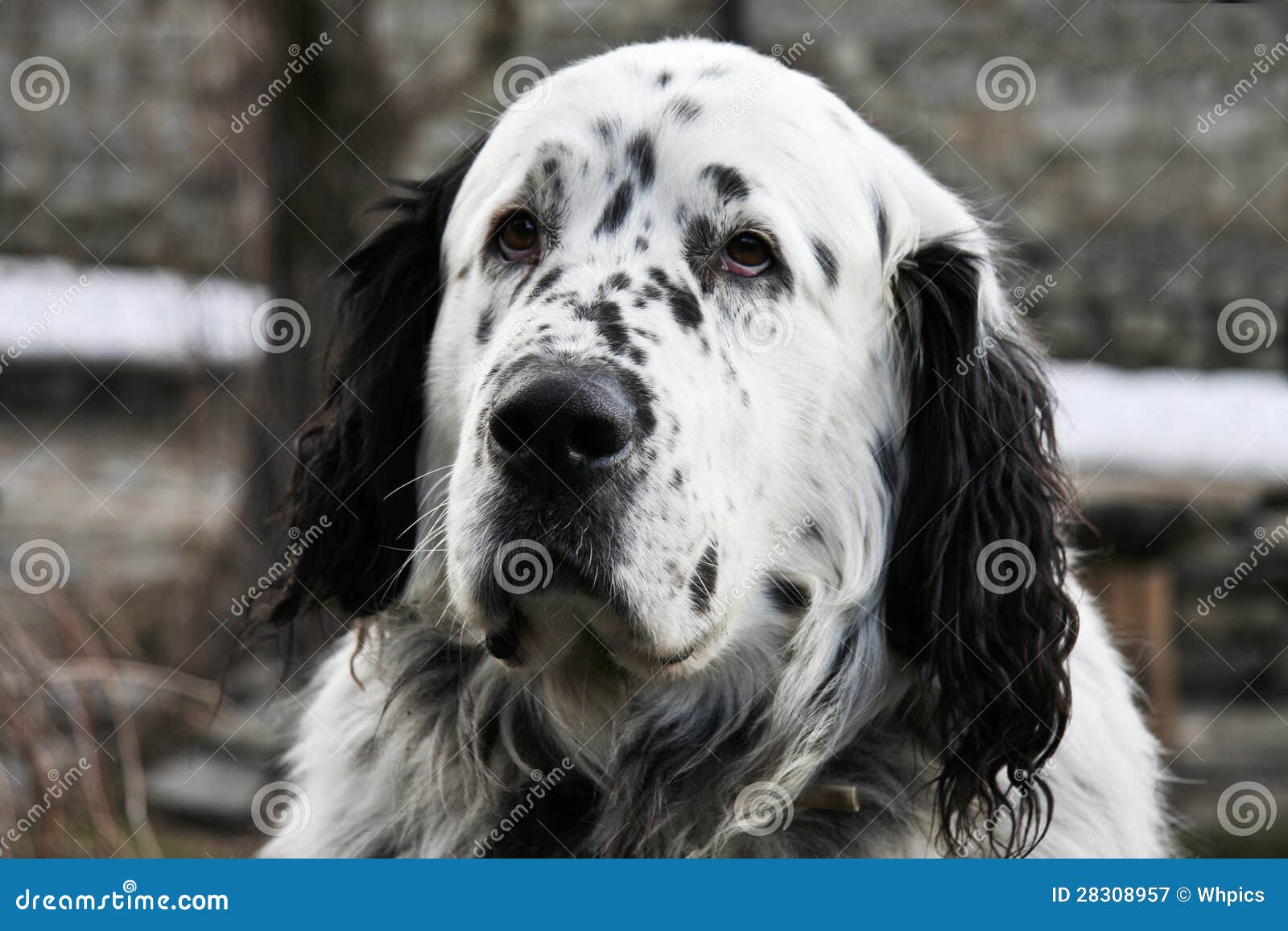 Huge Black and White Dotted Dog Head Stock Image - Image of dotted ...