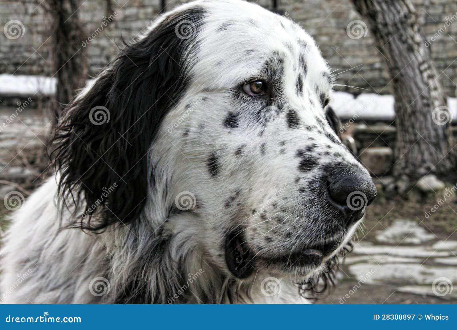 A Huge Black and White Dotted Dog Head of Pyrenees Stock Image - Image ...