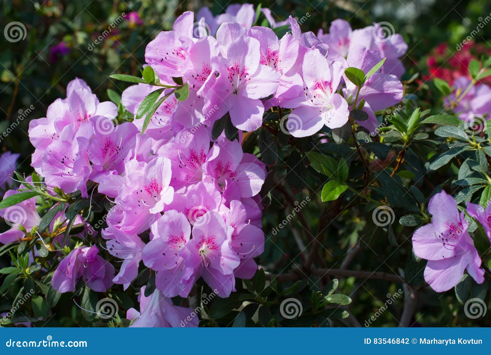 Huge blooming azalea bush. stock photo. Image of azalea - 83546842
