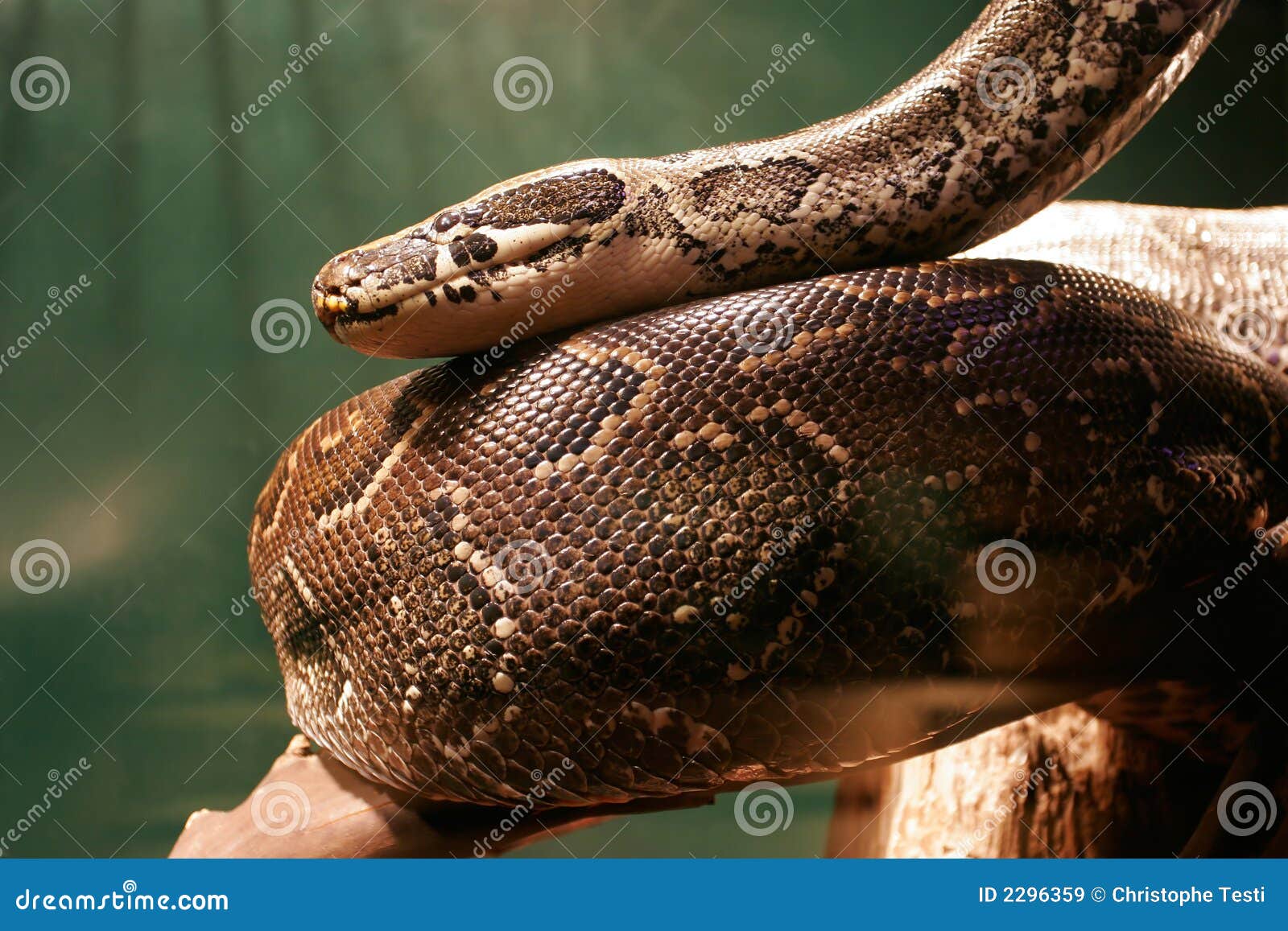 Huge Boa Constrictor in Jungle Stock Image - Image of coldblooded ...