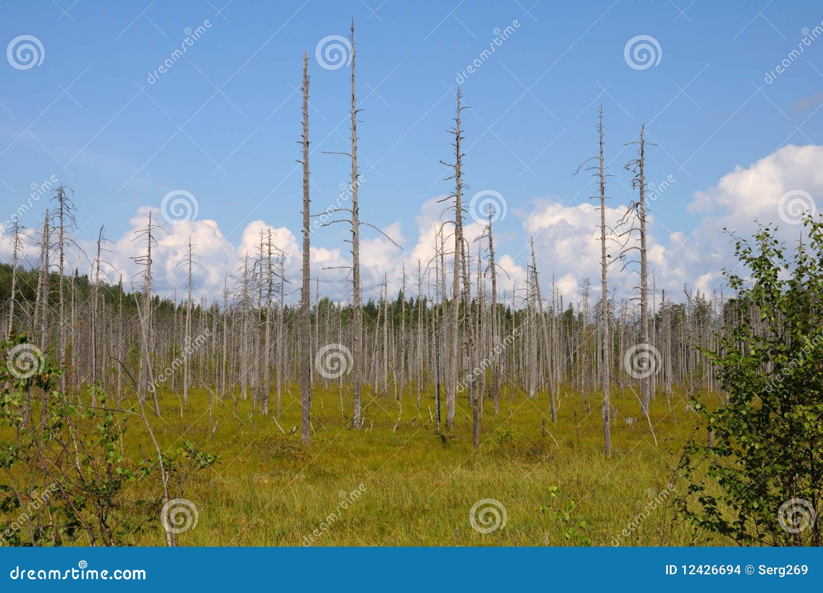 Huge Bog in a Forest with Dead Birches Stock Photo - Image of birch ...