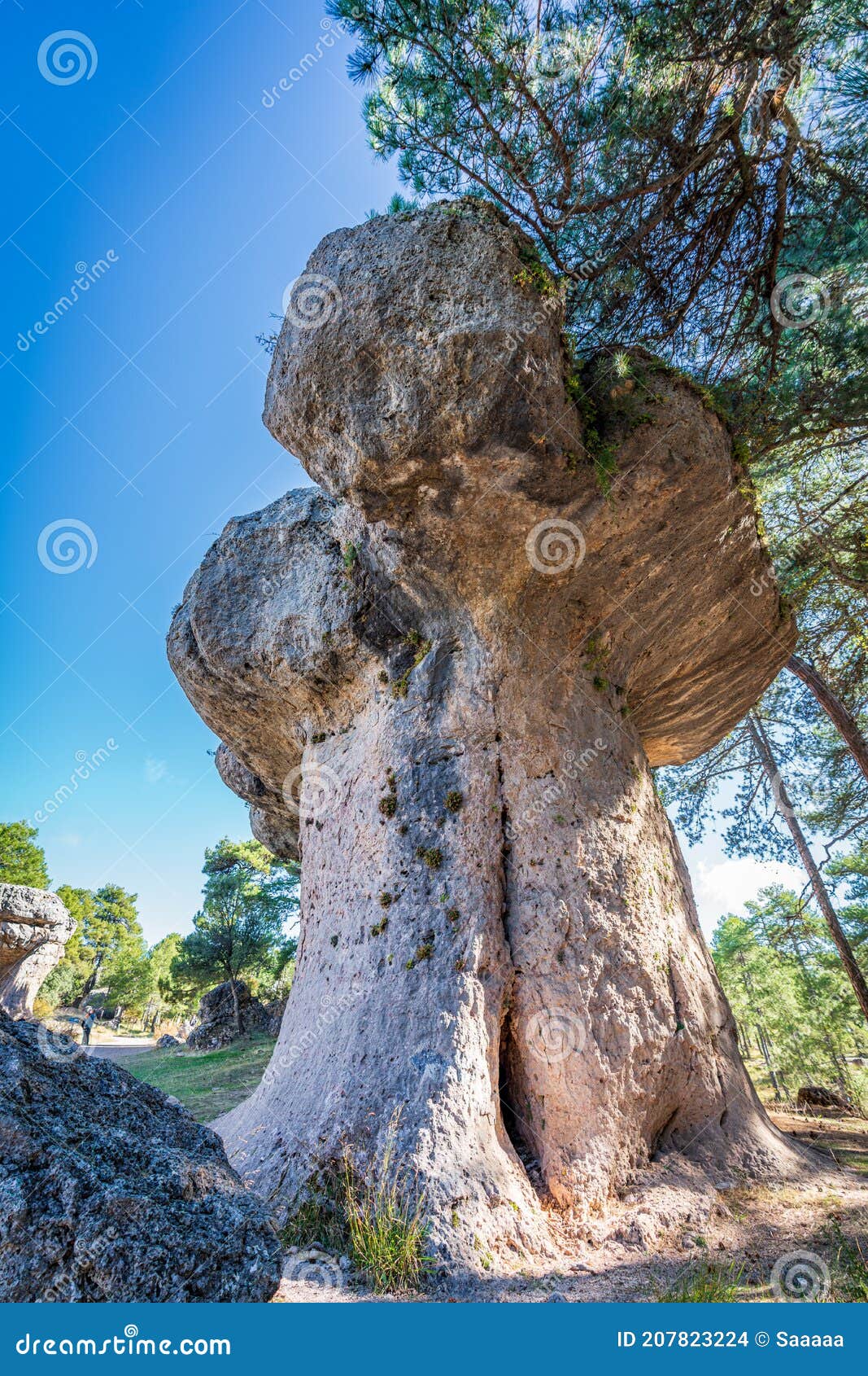 Huge Boulder and Pine Tree Over it Stock Photo - Image of heady, join ...
