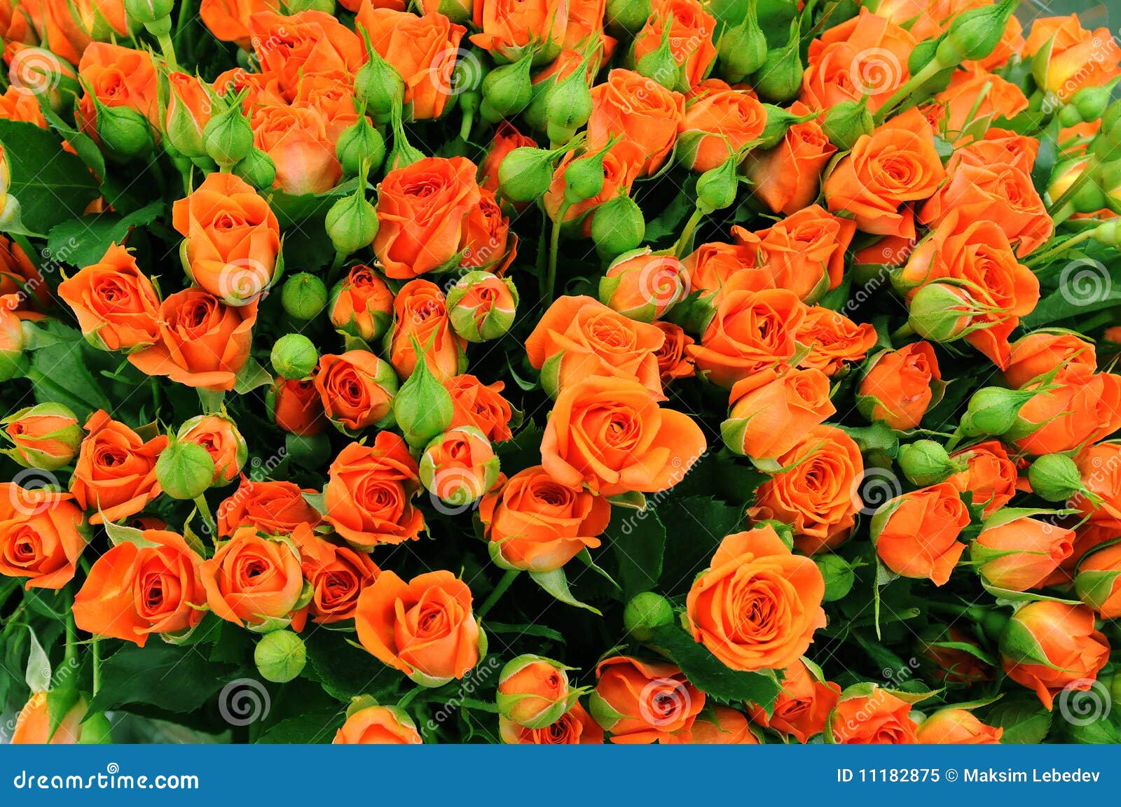 Huge Bouquet of Blooming Roses Stock Image - Image of flower, roses ...