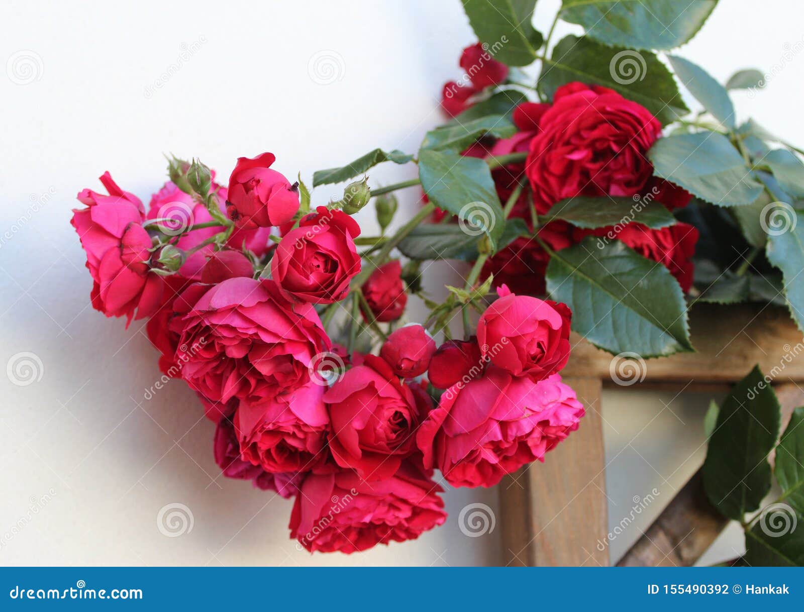 Huge bouquet of red roses stock photo. Image of bunch - 155490392