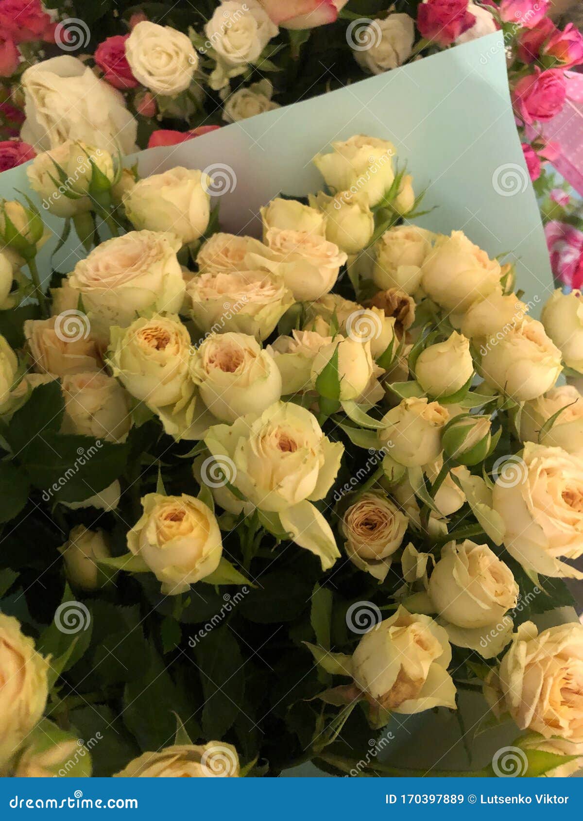 Huge Bouquet of White and Rose Roses Stock Image - Image of leaf ...