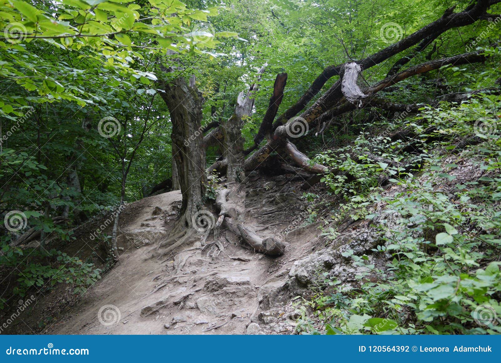 The Huge Branches of an Old Fallen Deciduous Tree with Large Roots on a ...