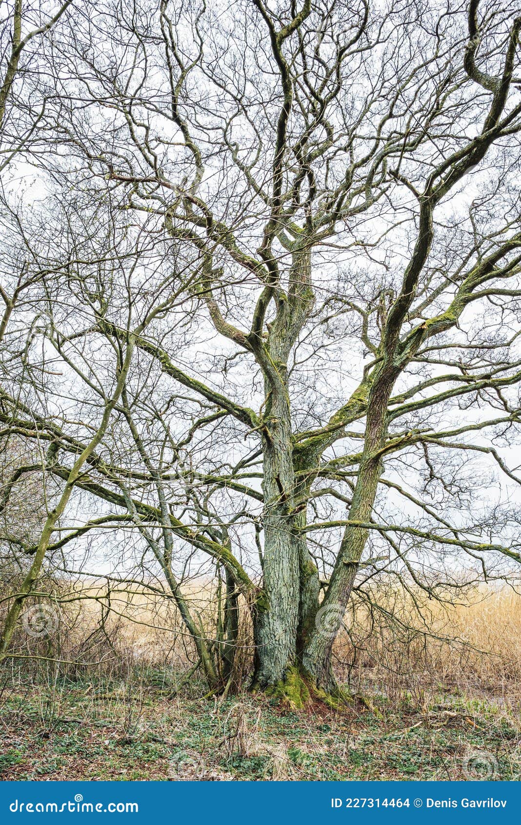 Huge Branchy Tree with Several Trunks and Crooked Branches at the Edge ...