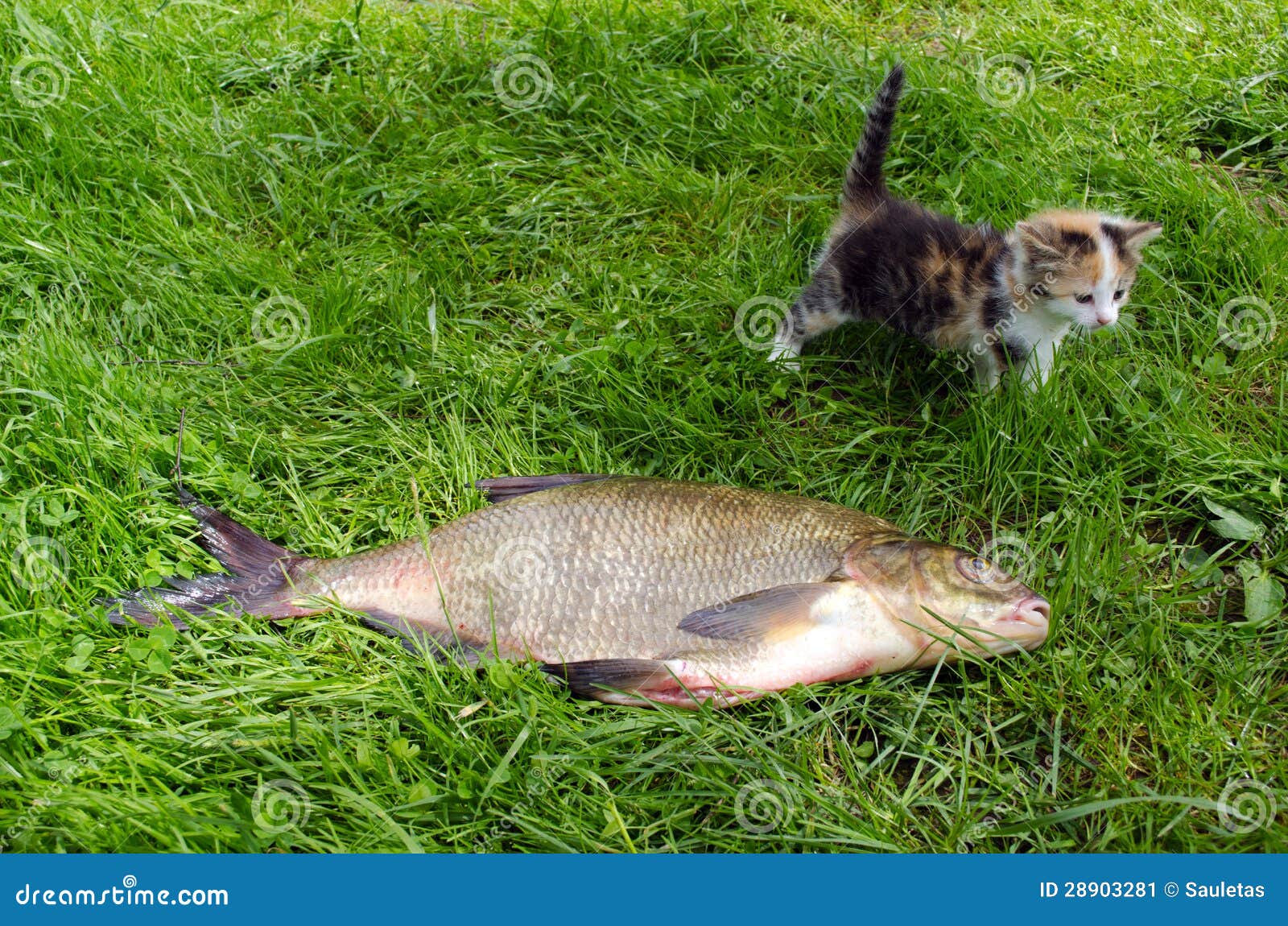 Huge Bream Lake Fish Catch Little Tabby Kitten Stock Image - Image of ...