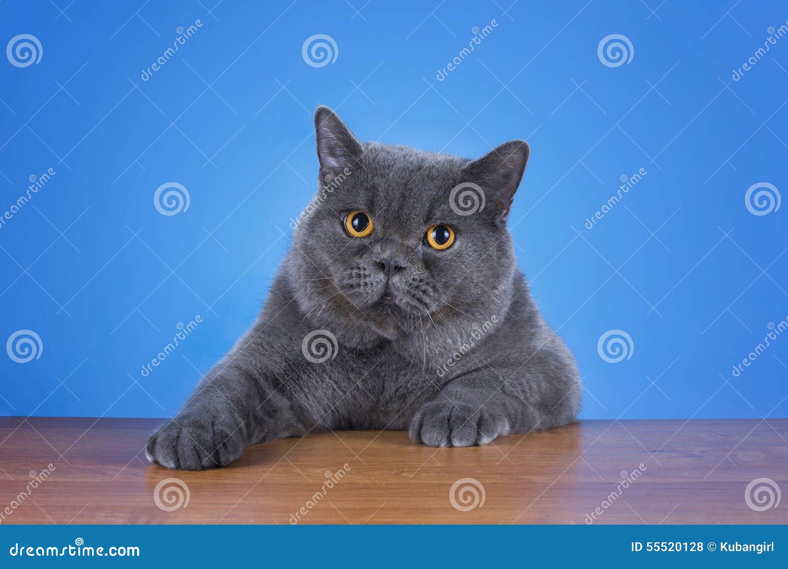 Huge British Cat Sitting at the Table. Stock Photo - Image of loyal ...