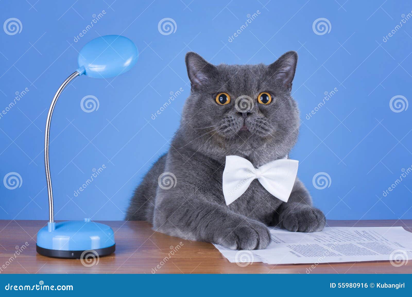 Huge British Cat Sitting at the Table Stock Photo - Image of drying ...