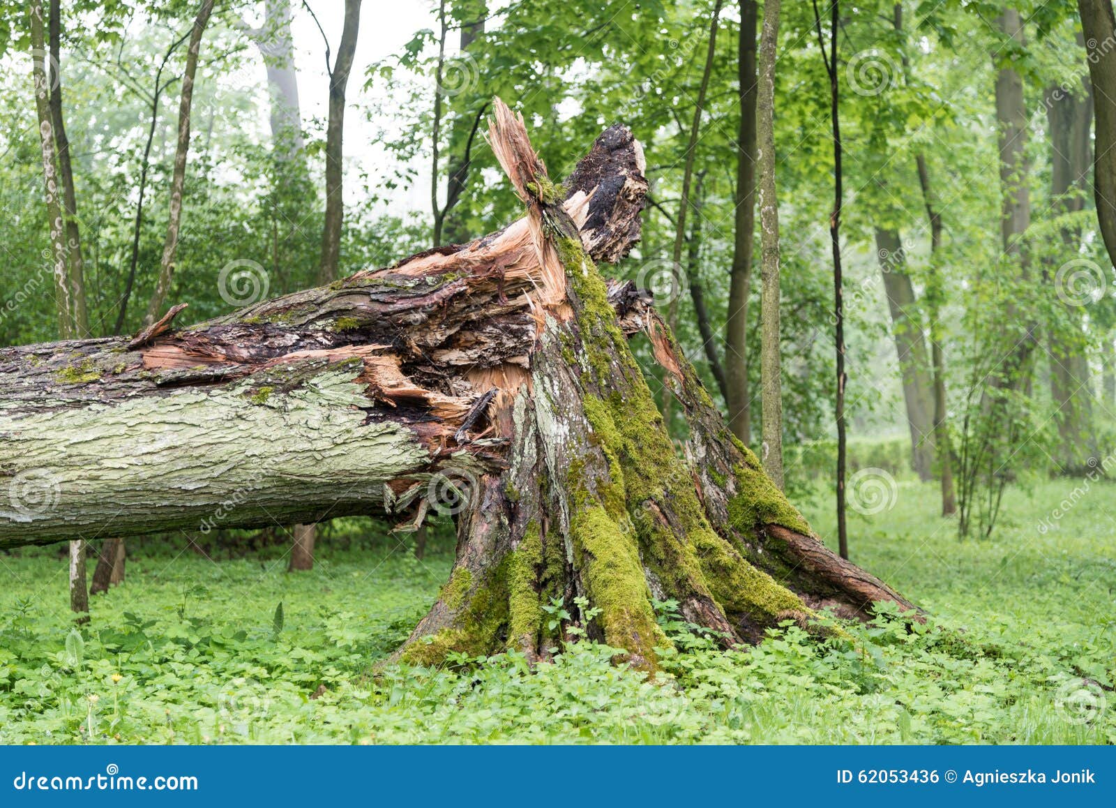 Huge broken tree in park stock photo. Image of branch - 62053436