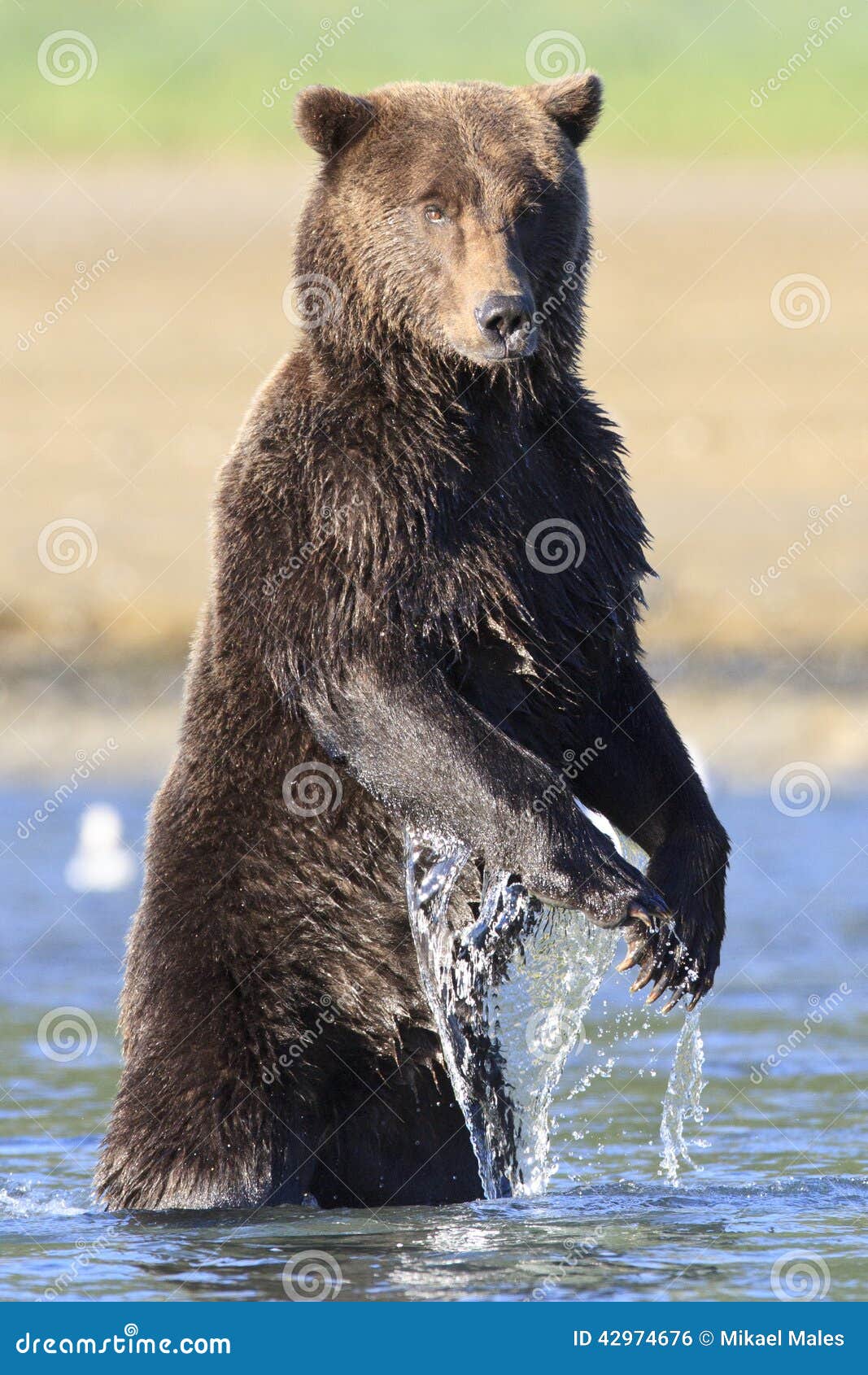 Huge Brown Bear with Long Claws Standing in River Stock Photo - Image ...