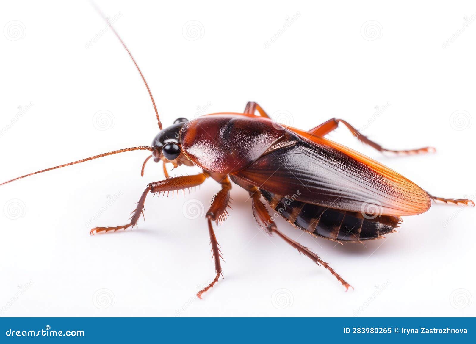 3d Cockroach Isolated On White Background - Realistic Lifelike Figure ...