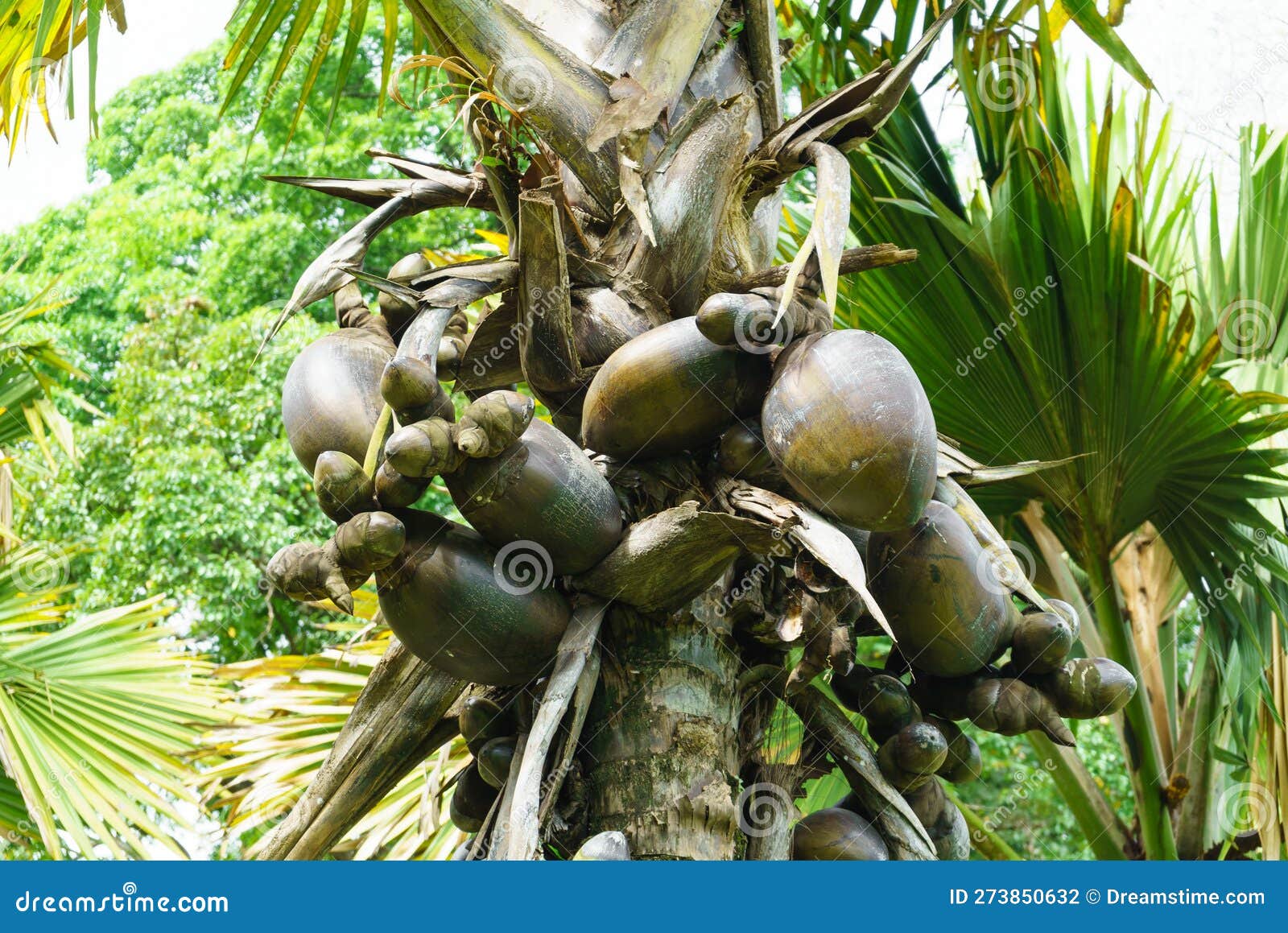 Huge Brown Coconuts on a Palm Tree Close-up Stock Photo - Image of palm ...