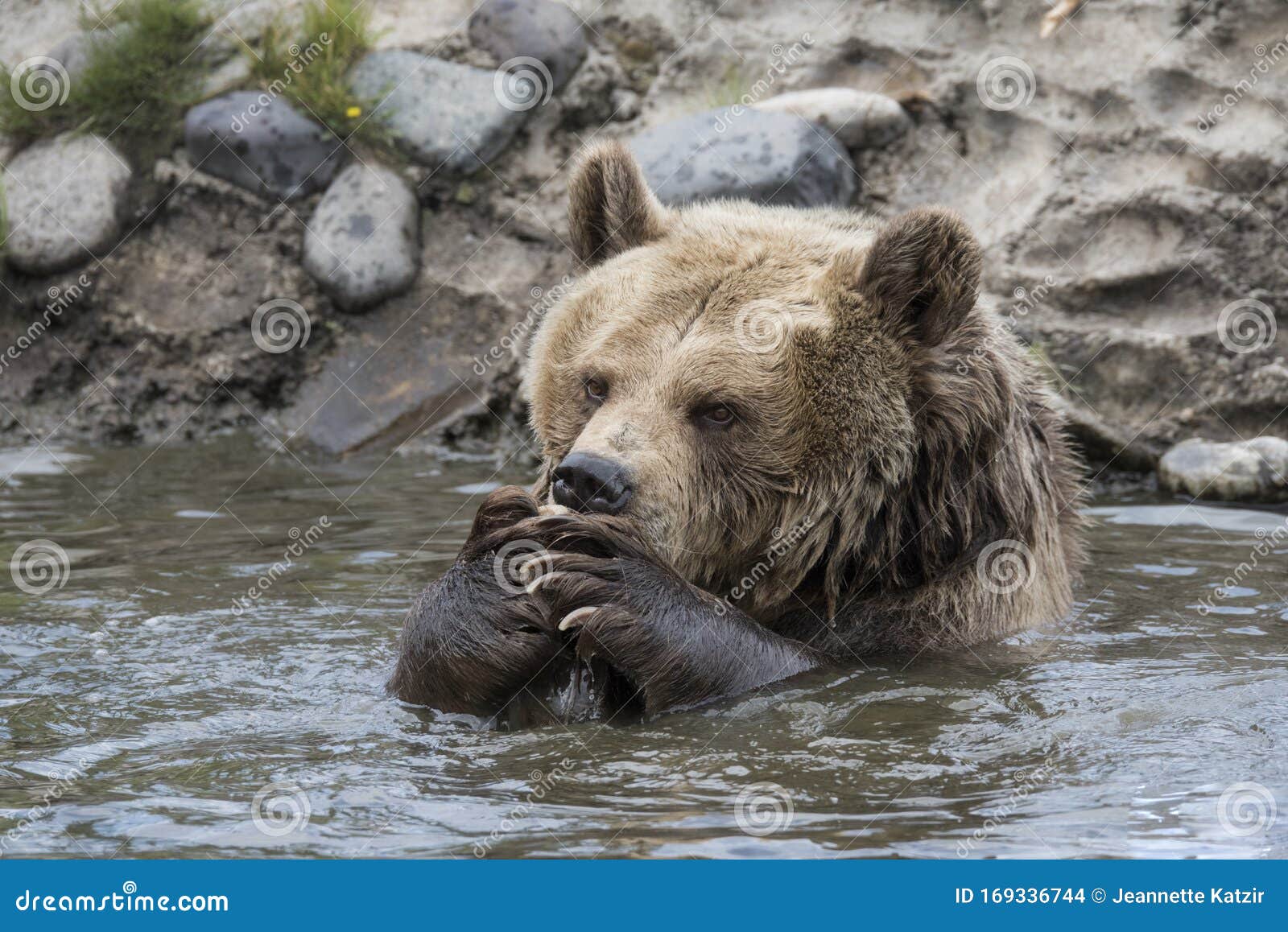 Huge Brown Grizzly Bear in a Pool of Water Stock Photo - Image of grand ...