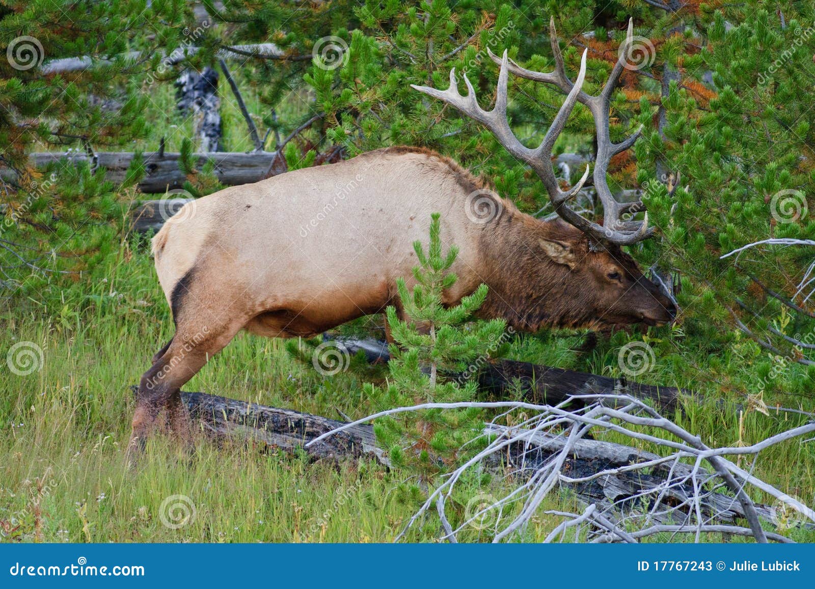 Huge Bull Elk stock image. Image of tourism, elaphus - 17767243