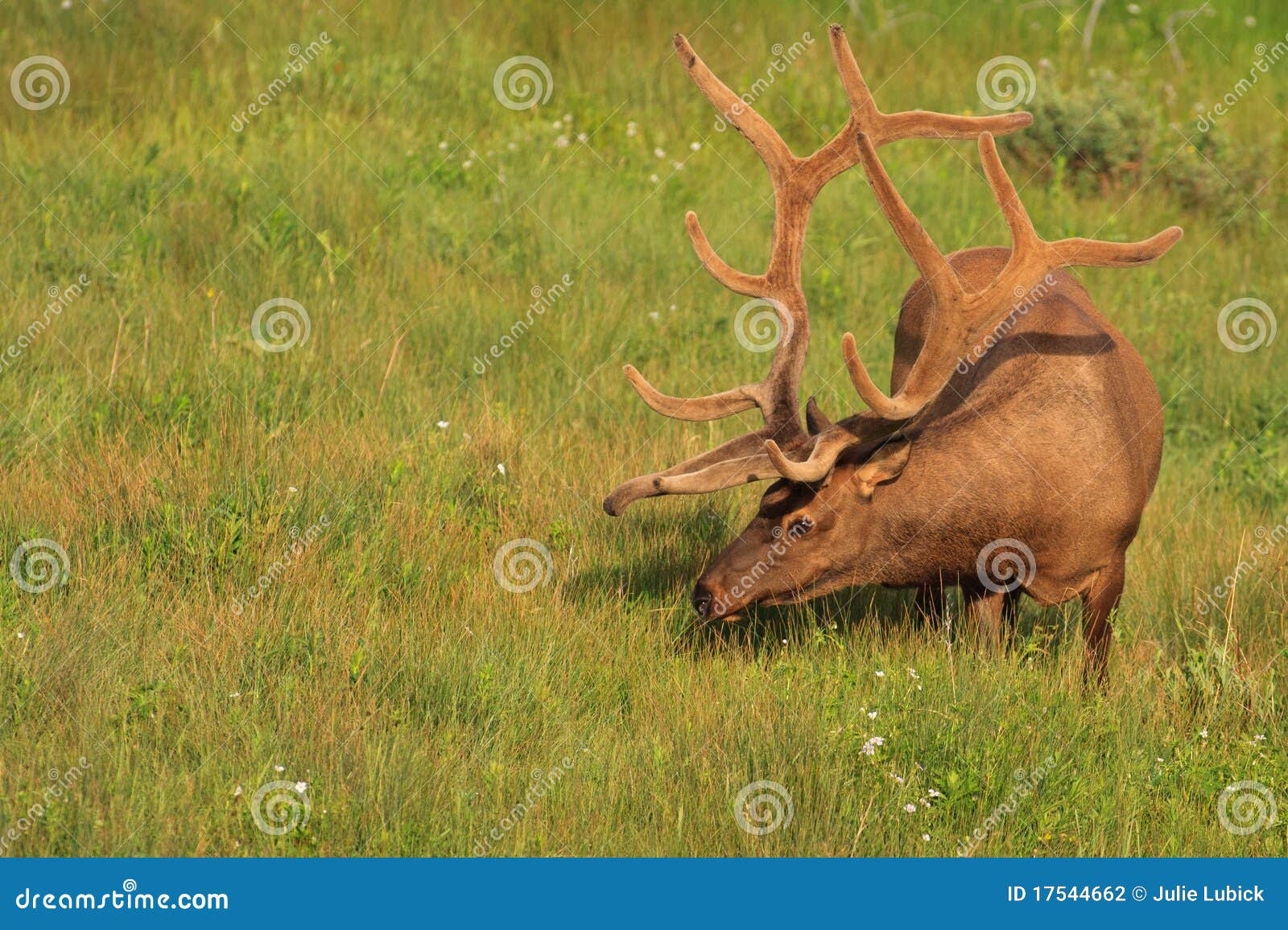 Huge Bull Elk Grazing in Yellowstone Field Stock Photo - Image of male ...