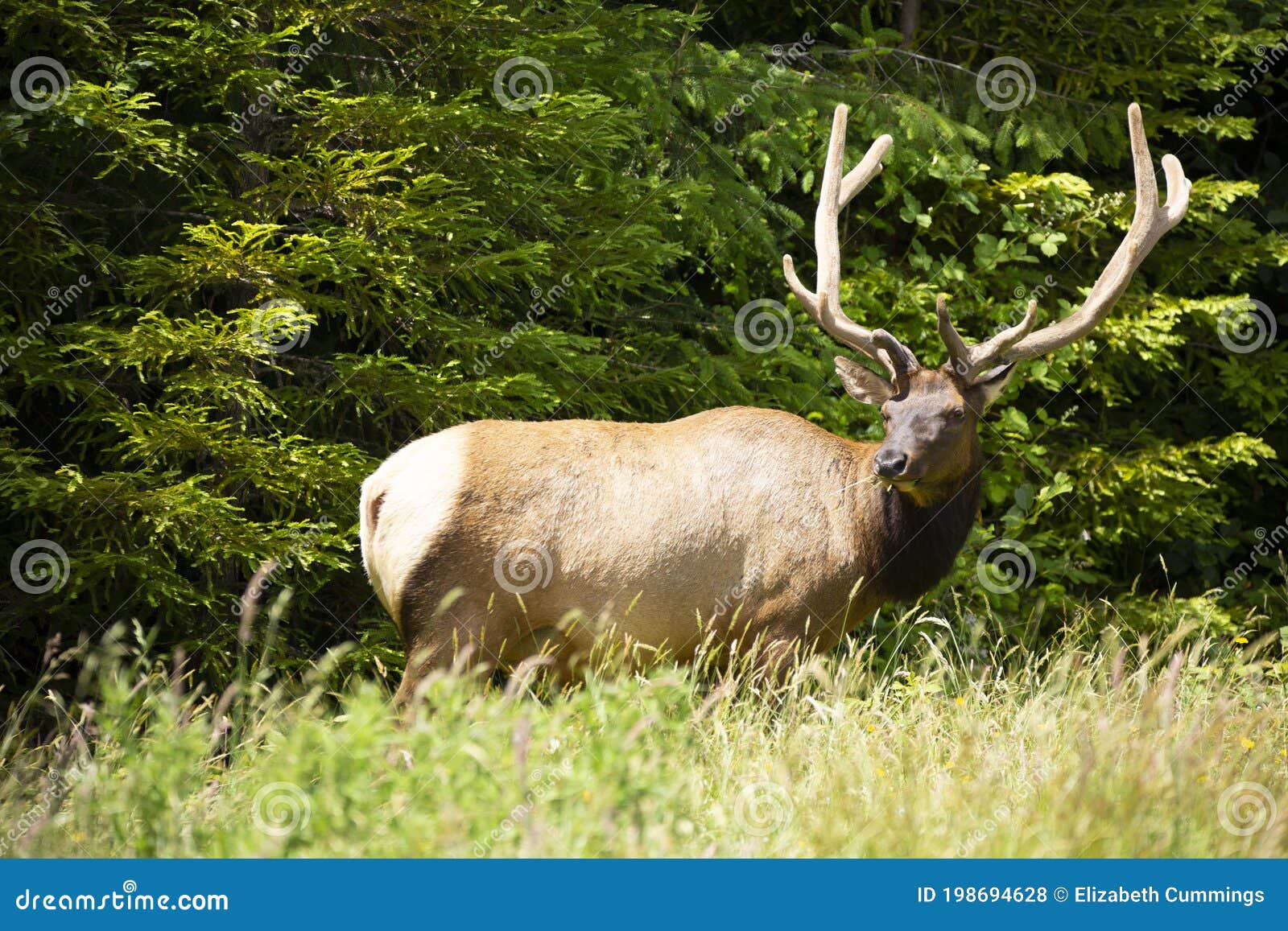Huge Bull Elk Near Trees in Beautiful Light Looking Left Stock Photo ...