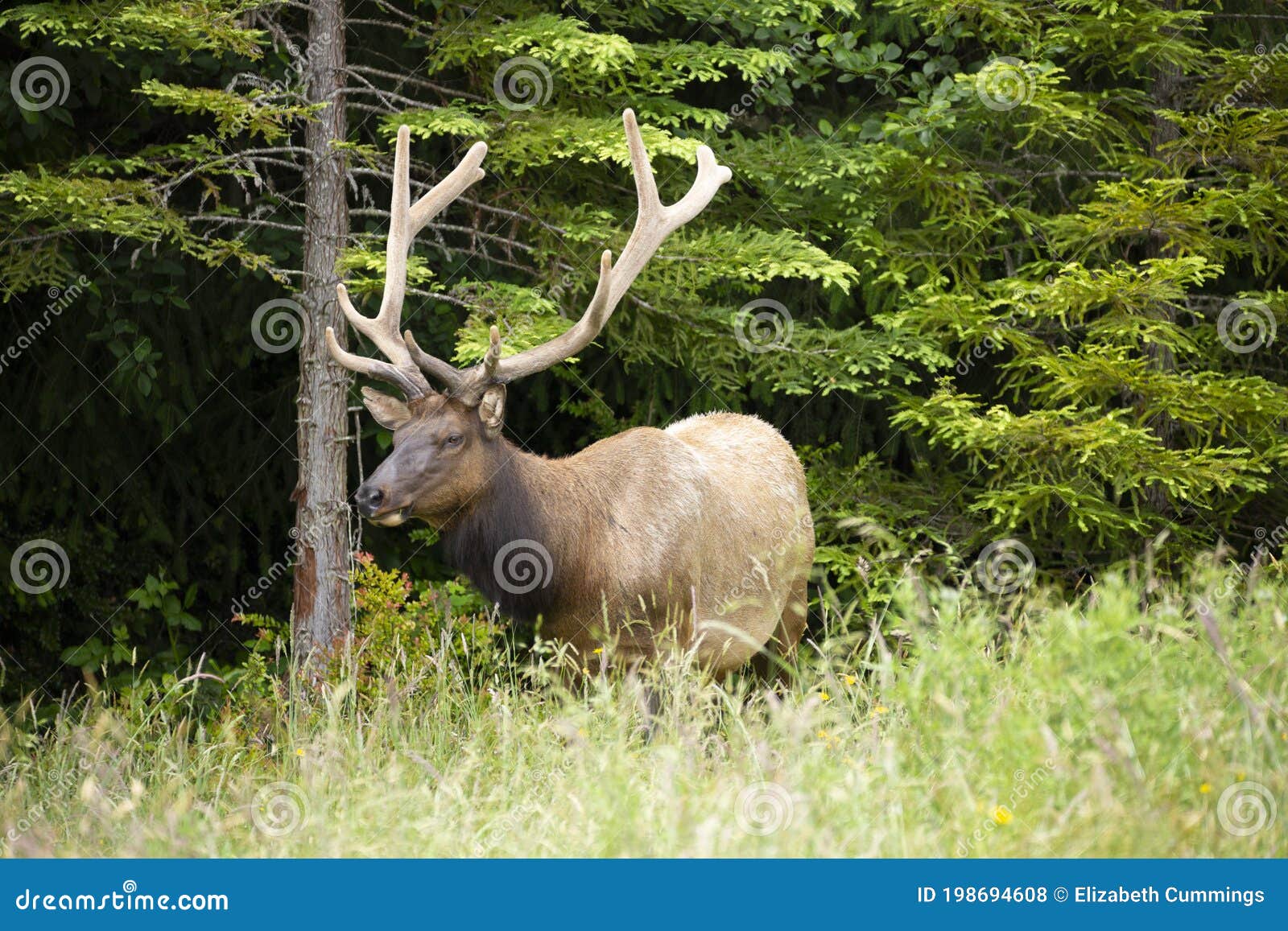 Huge Bull Elk Near Trees in Deep Grass Over Dark Background Stock Photo ...