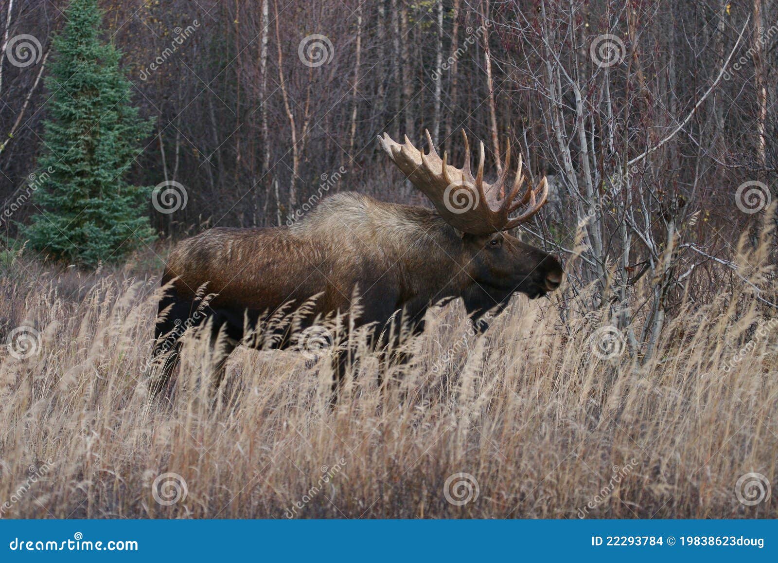 Huge Bull Moose stock photo. Image of horns, brown, nature - 22293784