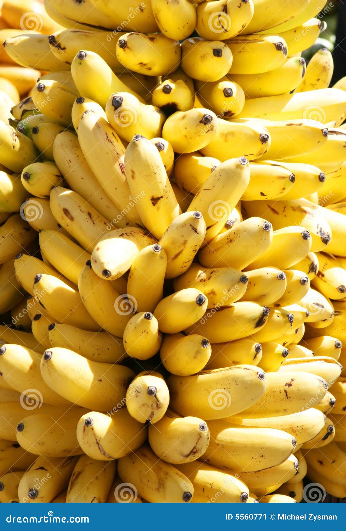 A Huge Bunch of Ripe Bananas Stock Image - Image of color, fruit: 5560771