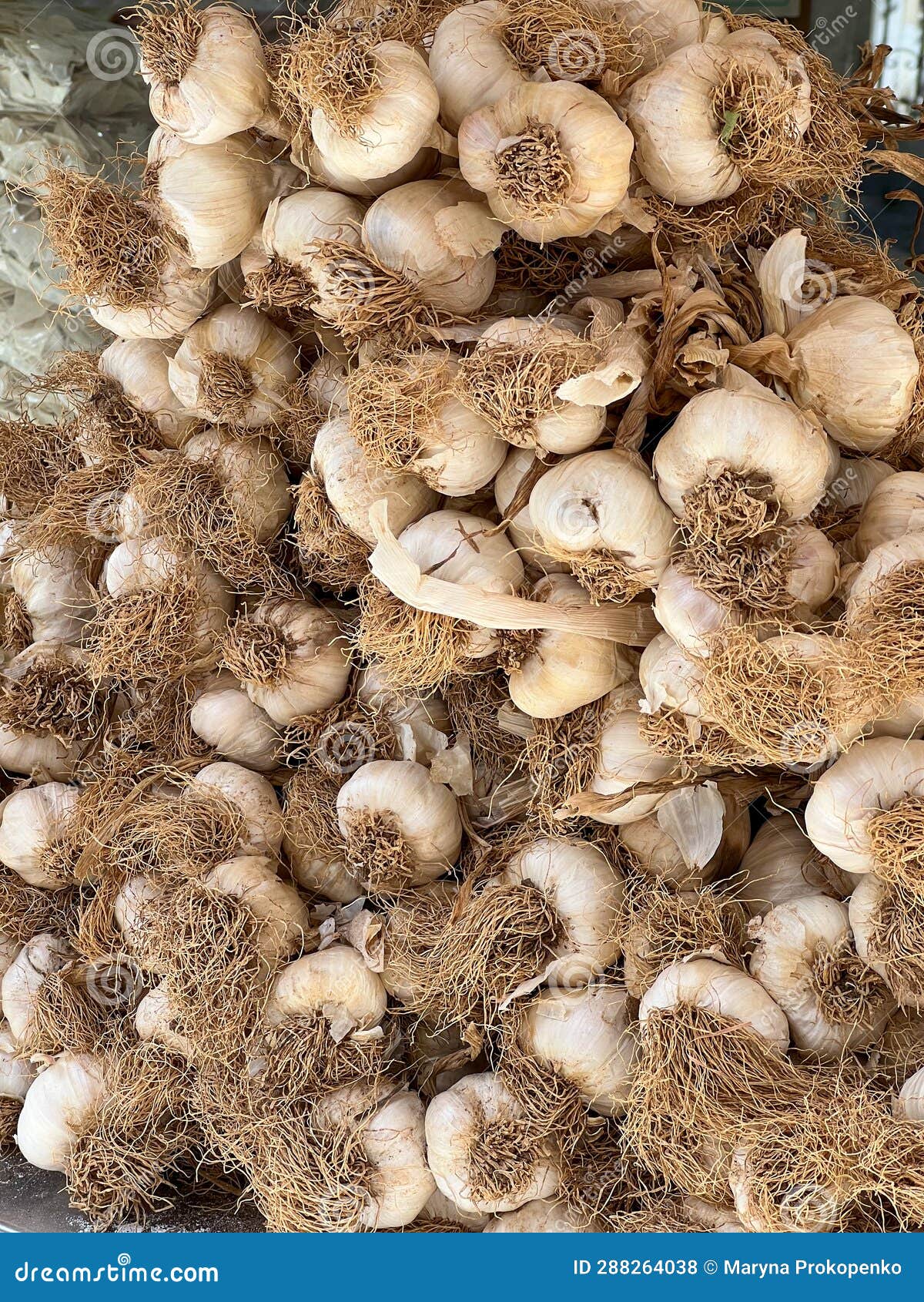 Huge Bundles of Garlic Heads Lying on Each Other Stock Photo - Image of ...