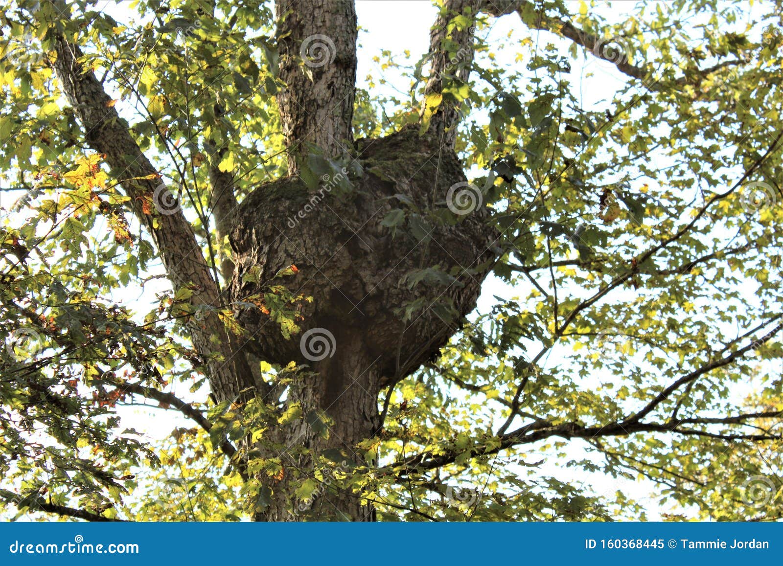 Huge Burl in Branches of Tree Stock Image - Image of autumn, forest ...
