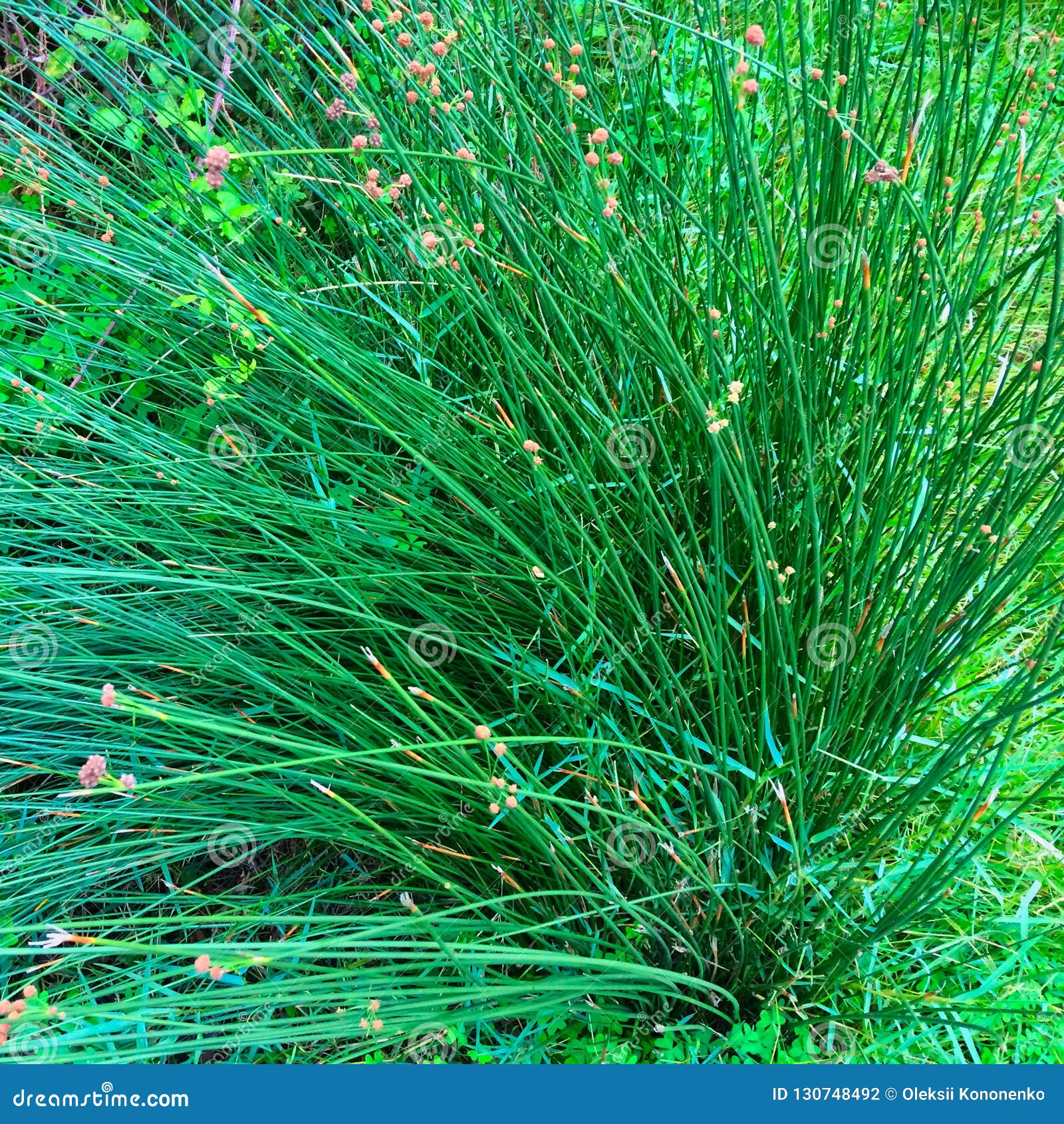 Huge bush of grass stock photo. Image of huge, fresh - 130748492