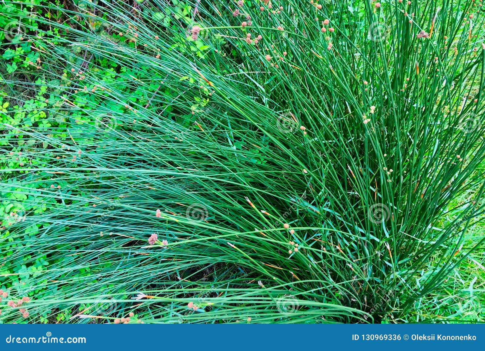 Huge Bush of Grass, Green Grass Stock Photo - Image of grass, natural ...