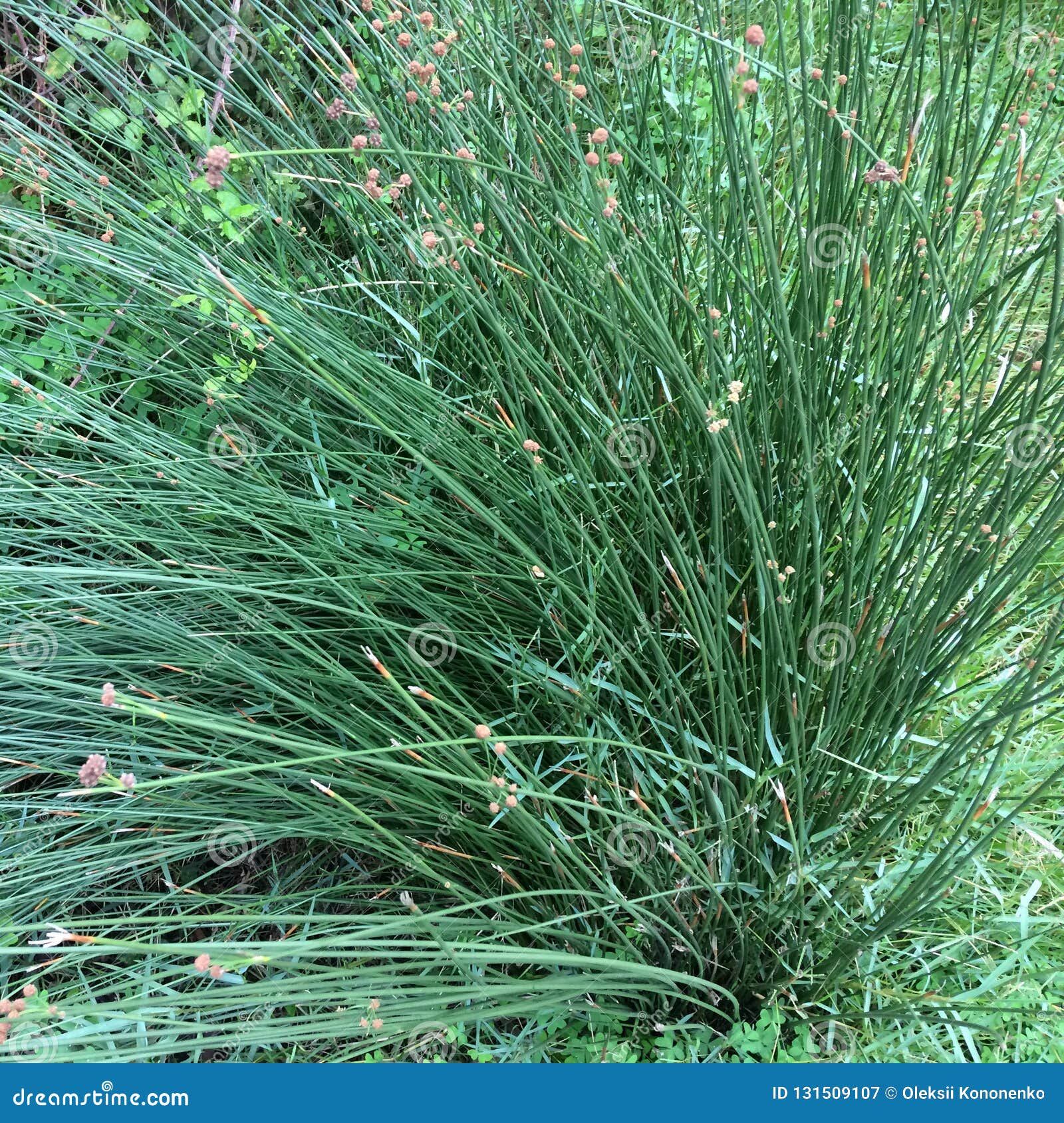 Huge Bush of Grass, Dense Vegetation, Greenery As a Background Stock ...