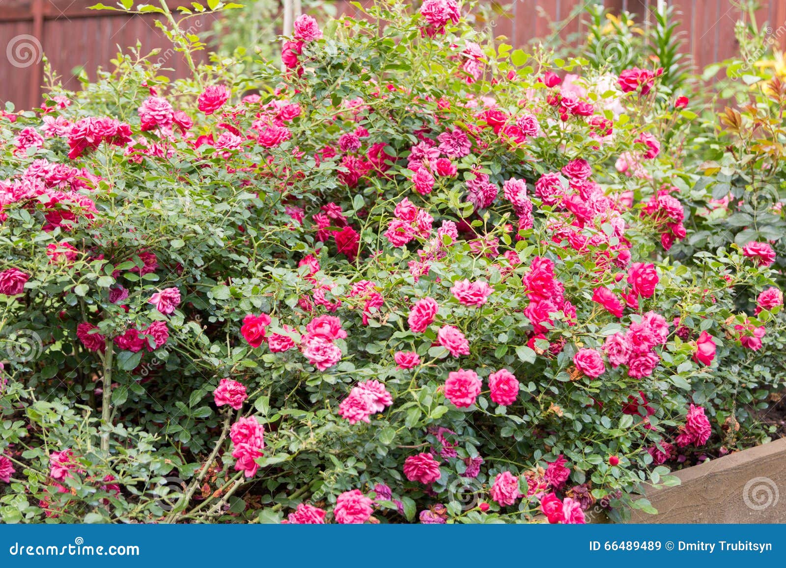 Huge Bush Strewn with Pink Rose Flowers Stock Image - Image of ...