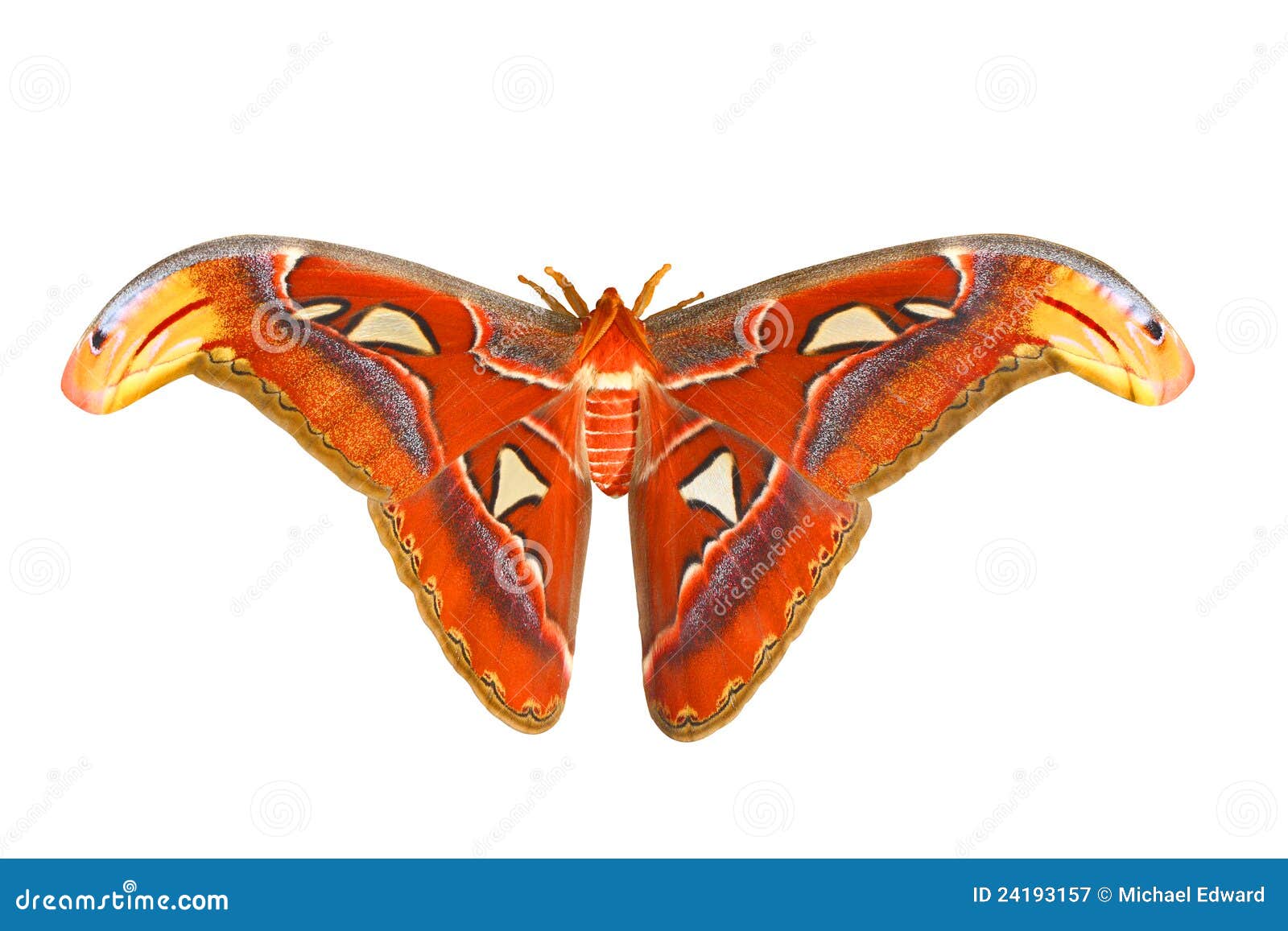 Huge butterfly stock image. Image of blue, insect, orange - 24193157