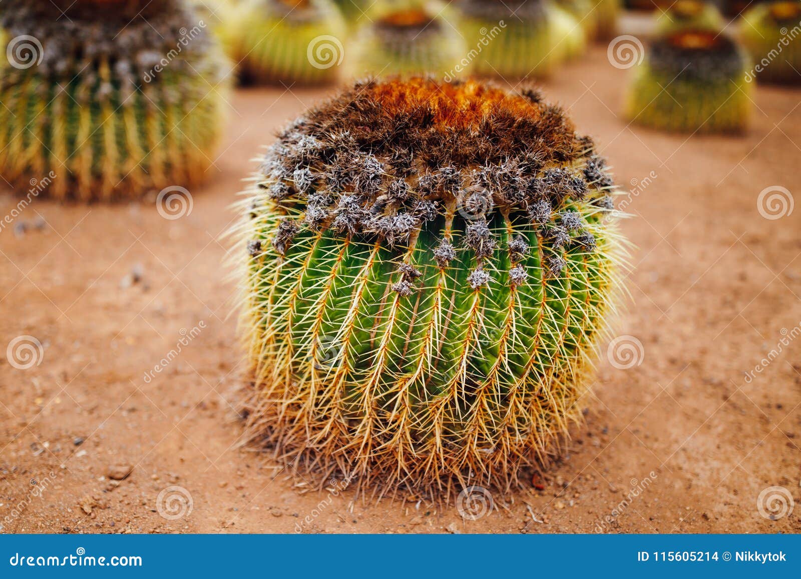 Huge cactus, closeup view stock photo. Image of plant - 115605214