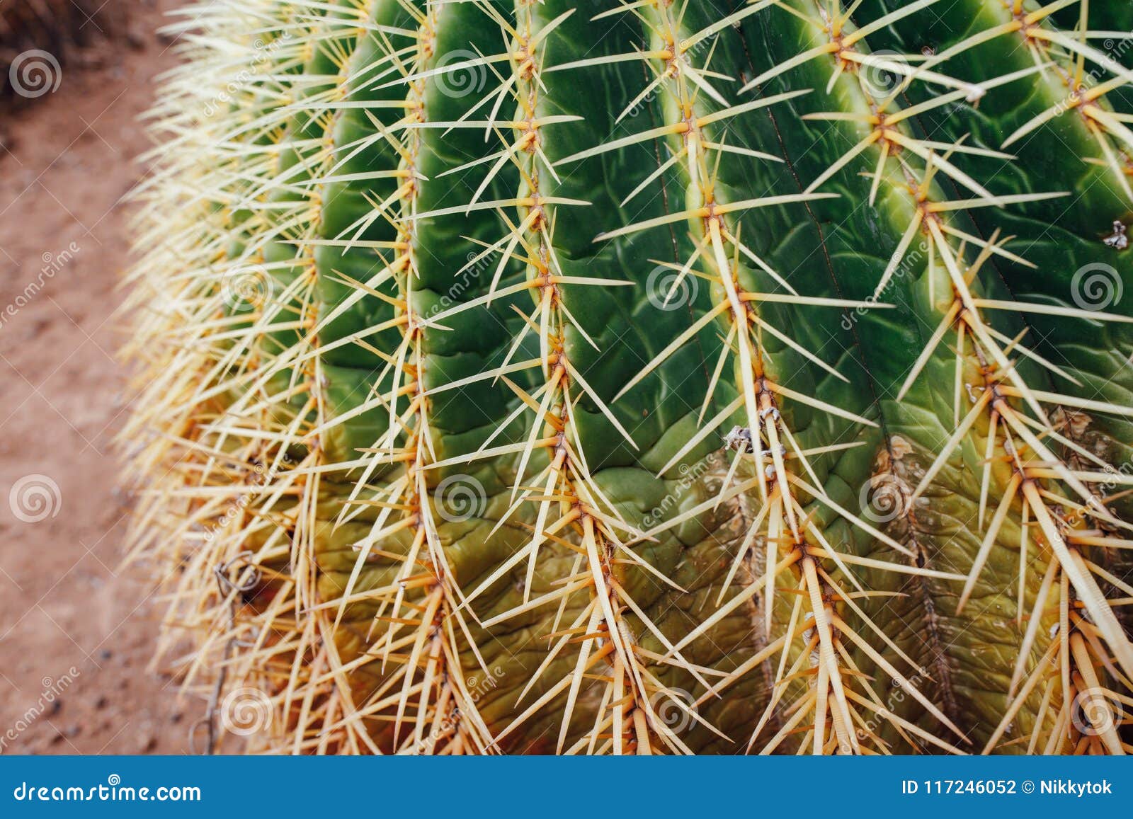 Huge cactus, closeup view stock photo. Image of background - 117246052