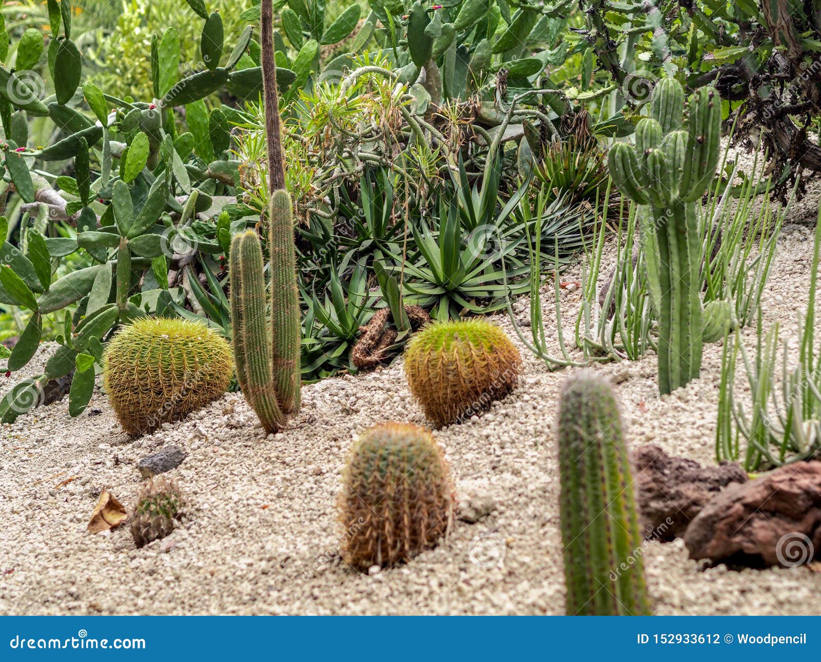Huge Cactus Diversity in Different Forms, Sizes, and Lengths in the ...