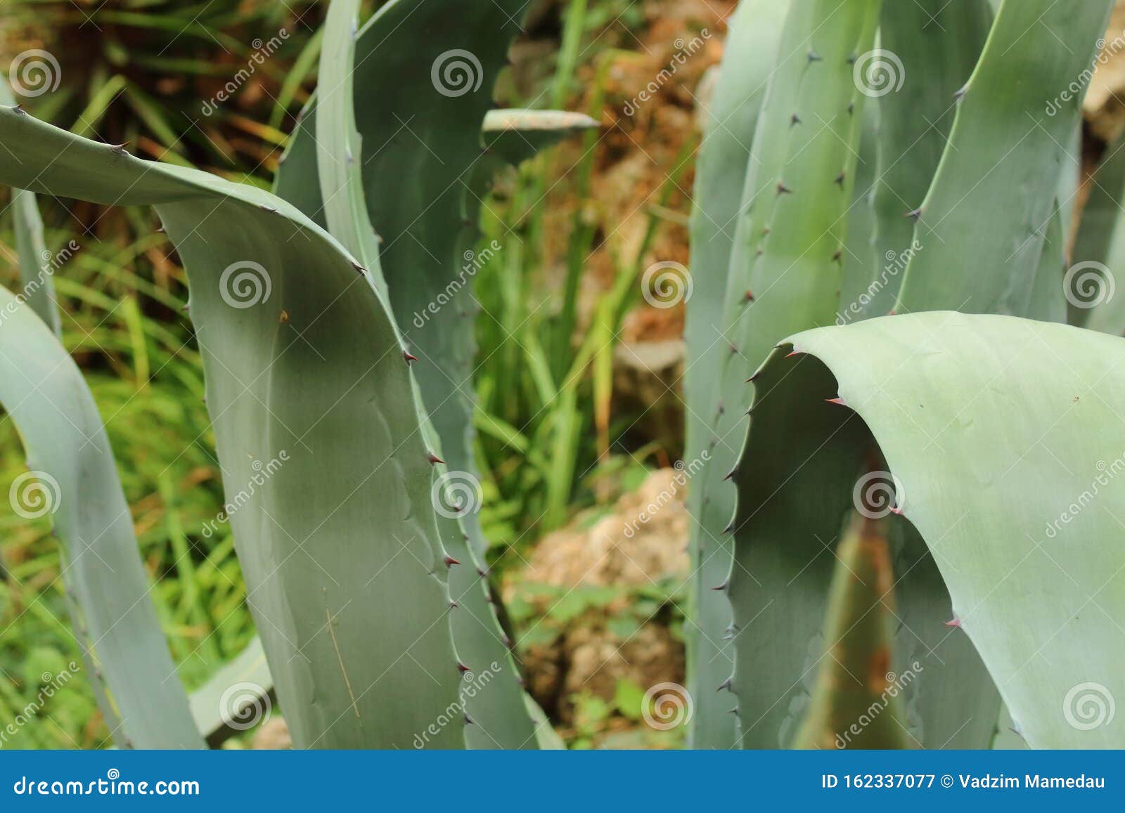 Huge Cactus Leaves Close-up Texture Background Stock Image - Image of ...
