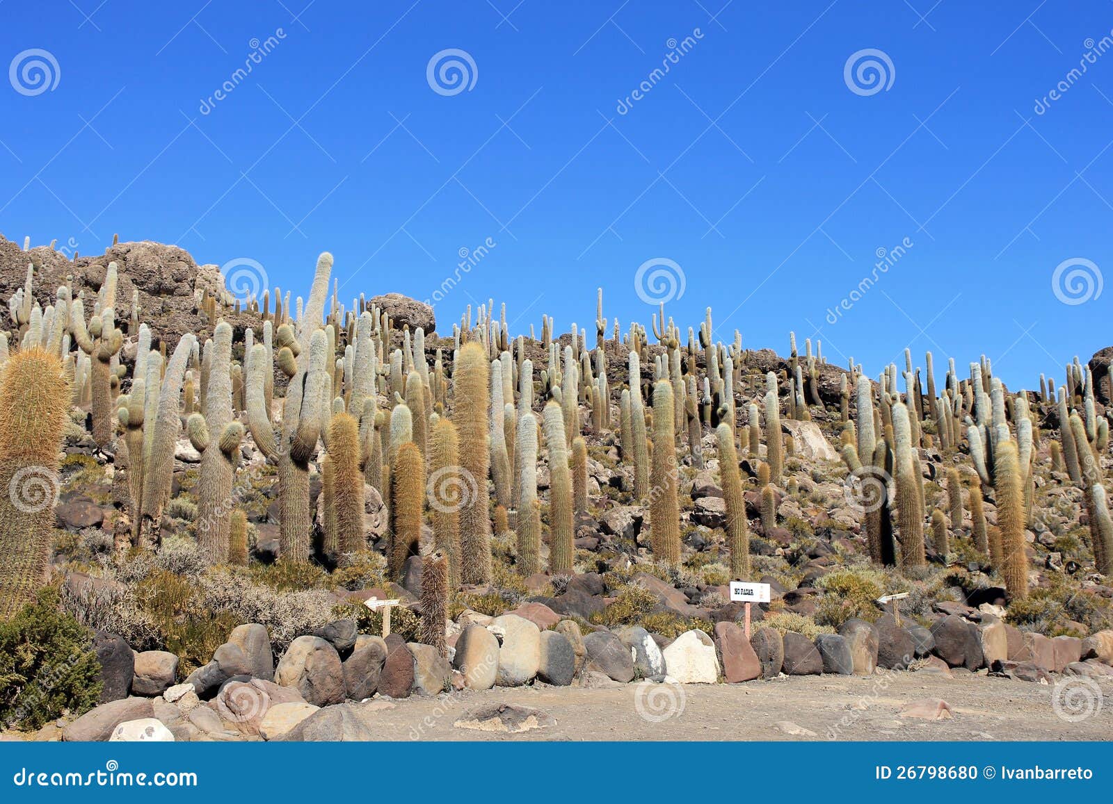 Huge Cactus, Salar De Uyuni, Bolivia Stock Photo - Image of island ...