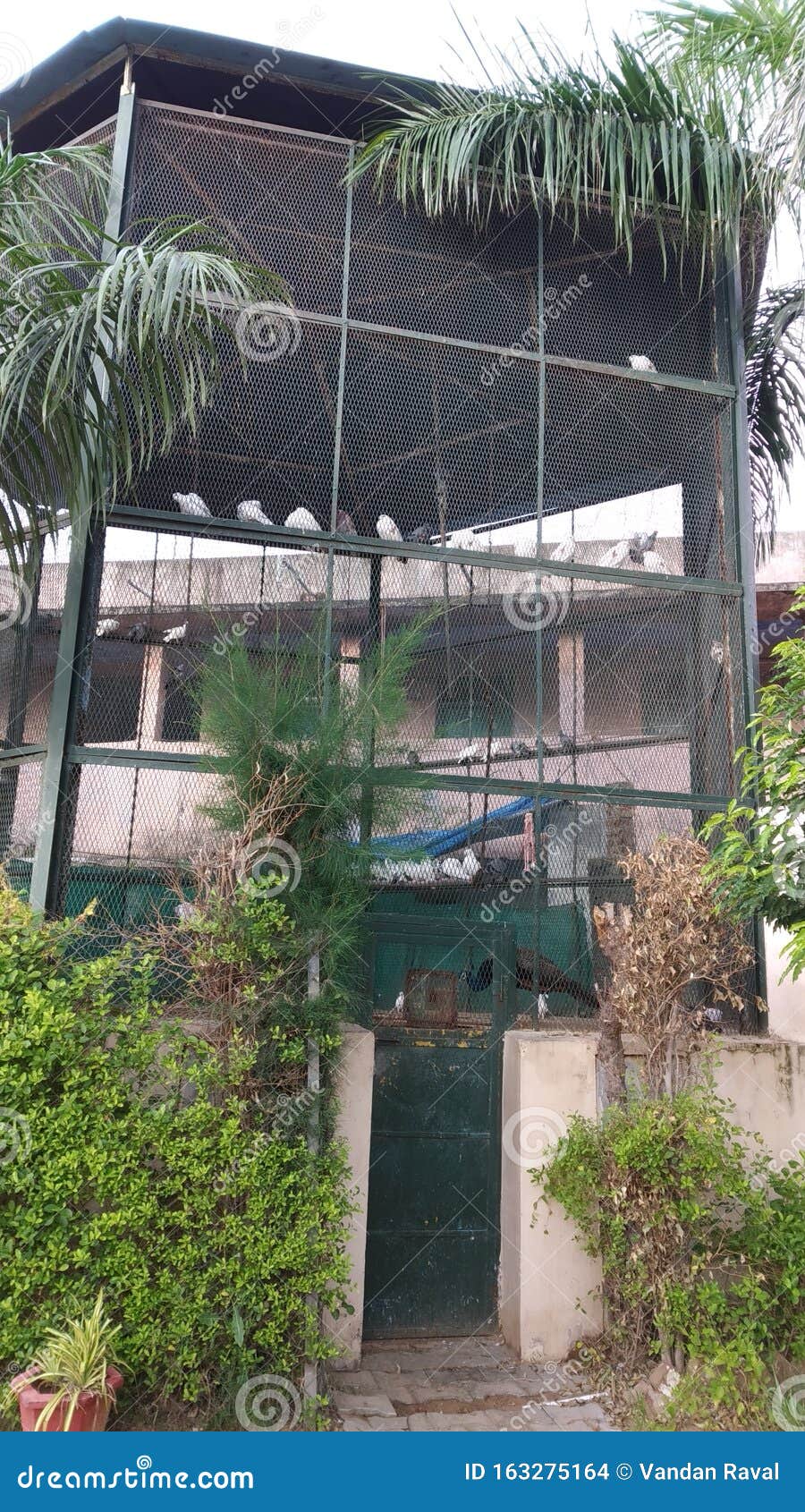 A Huge Cage for Birds Like Peogen and Peacock Stock Photo - Image of ...