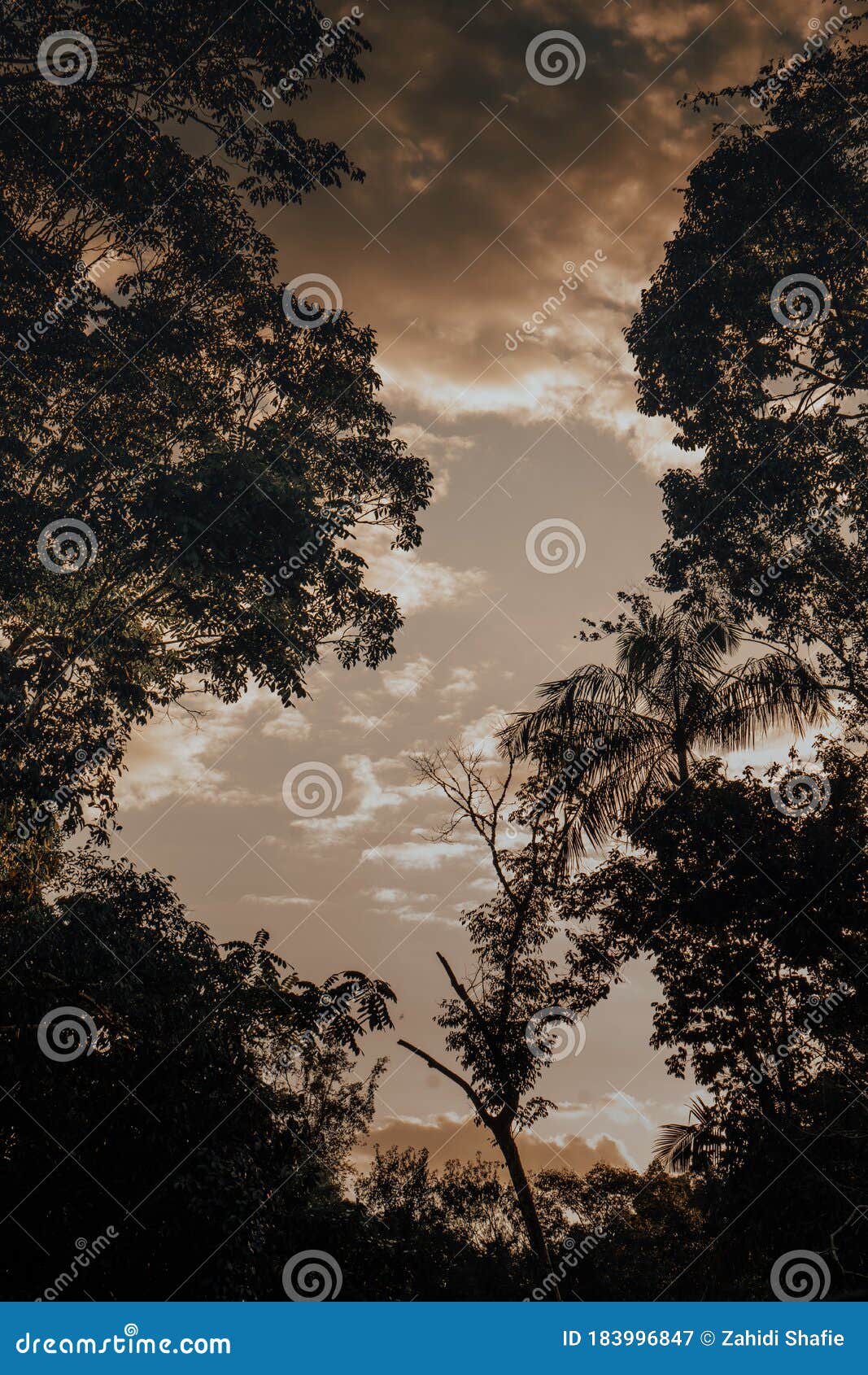 Huge Canopy Trees with Orange Skyline Stock Image - Image of green ...