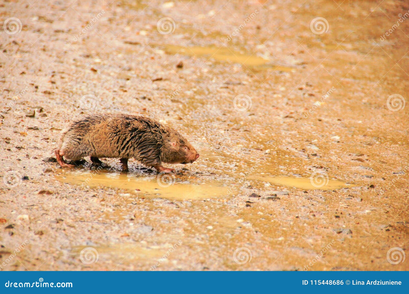 Cape Mole-rat, South Africa Royalty-Free Stock Image | CartoonDealer ...