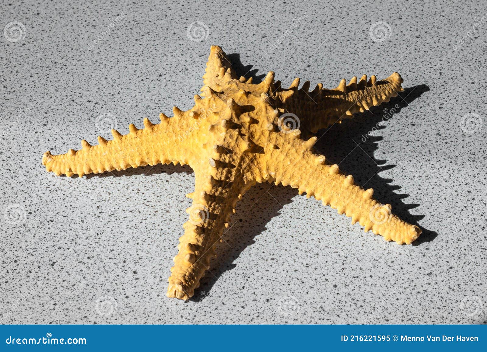 Huge Caribbean Starfish on a Table Stock Image - Image of aqua, mollusk ...