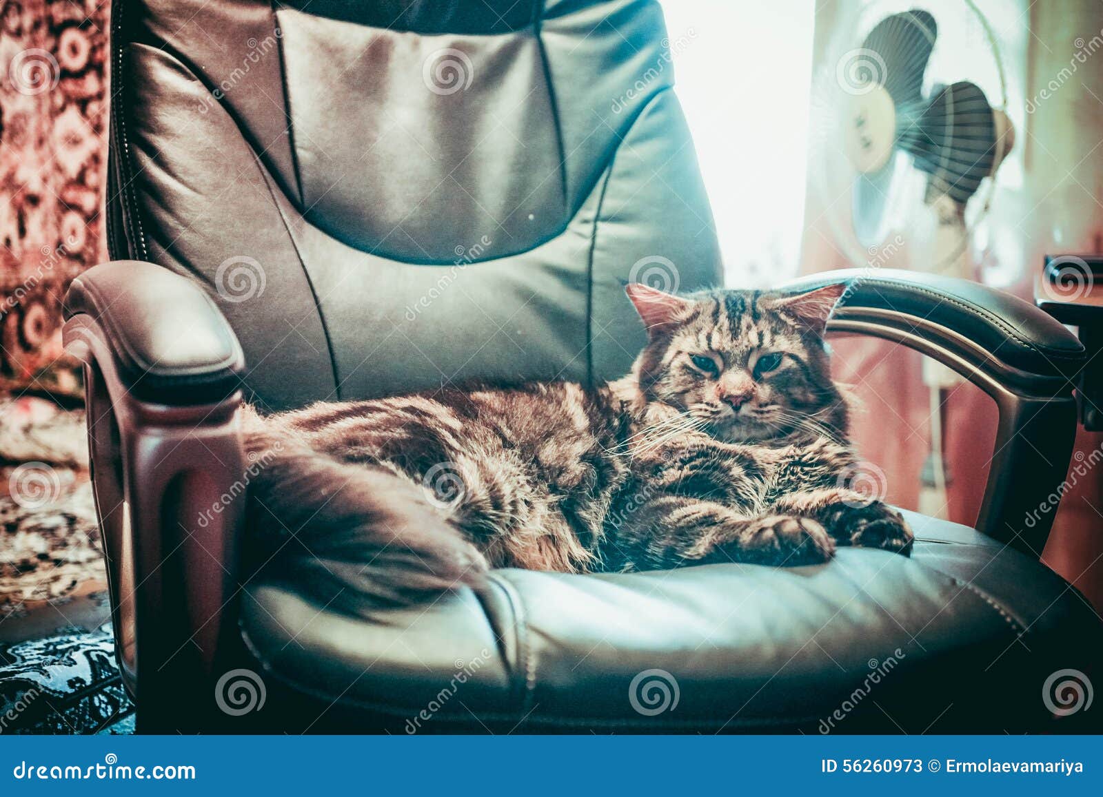 Huge Cat Maine Coon Lying in a Leather Chair Stock Image - Image of ...