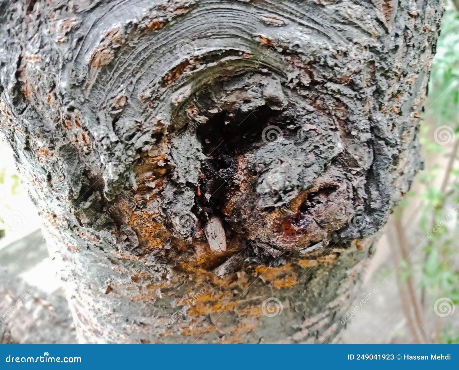 A Huge Cave Inside the Tree Trunk Stock Image - Image of inside, leaf ...