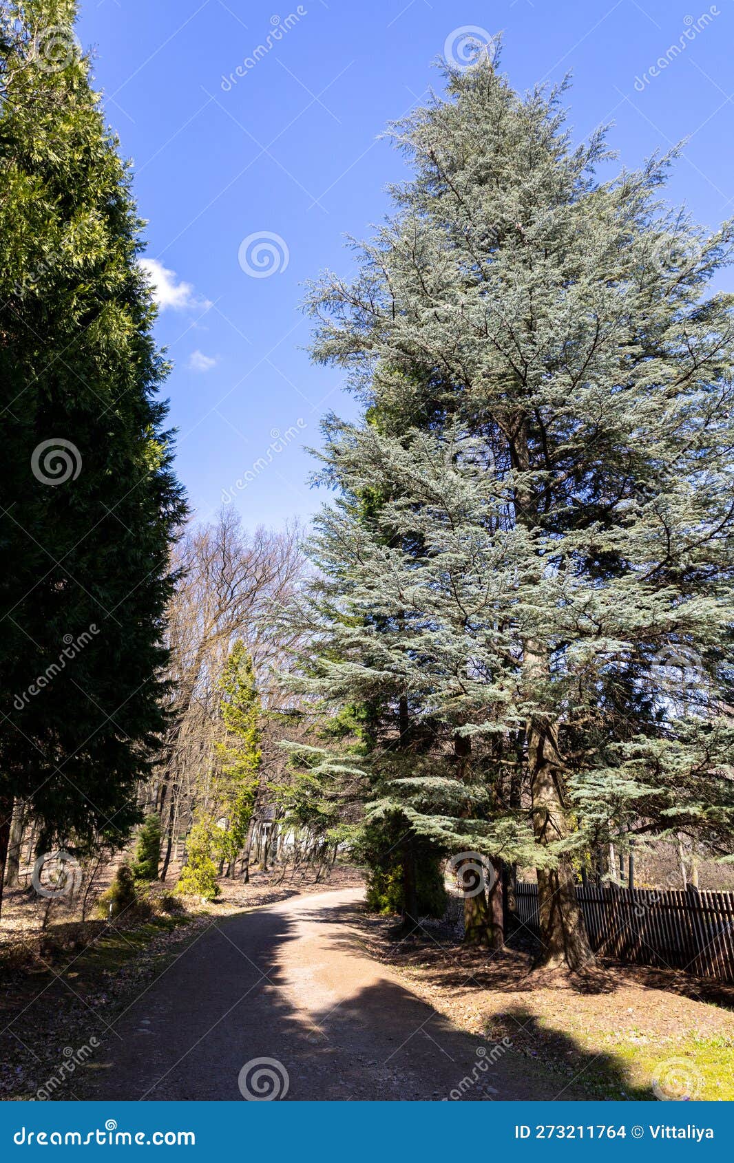 Huge Cedar Tree in Carpathian Mountains Forest, Ukraine Stock Photo ...
