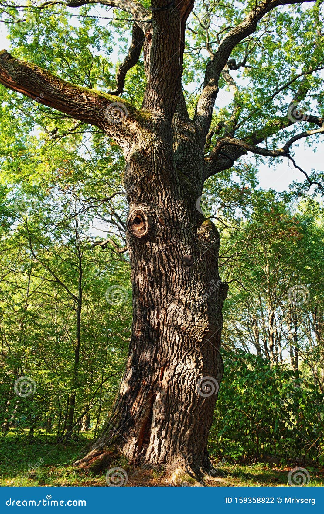 Centenarian Oak Tree Low Angle View Stock Photo - Image of summer ...
