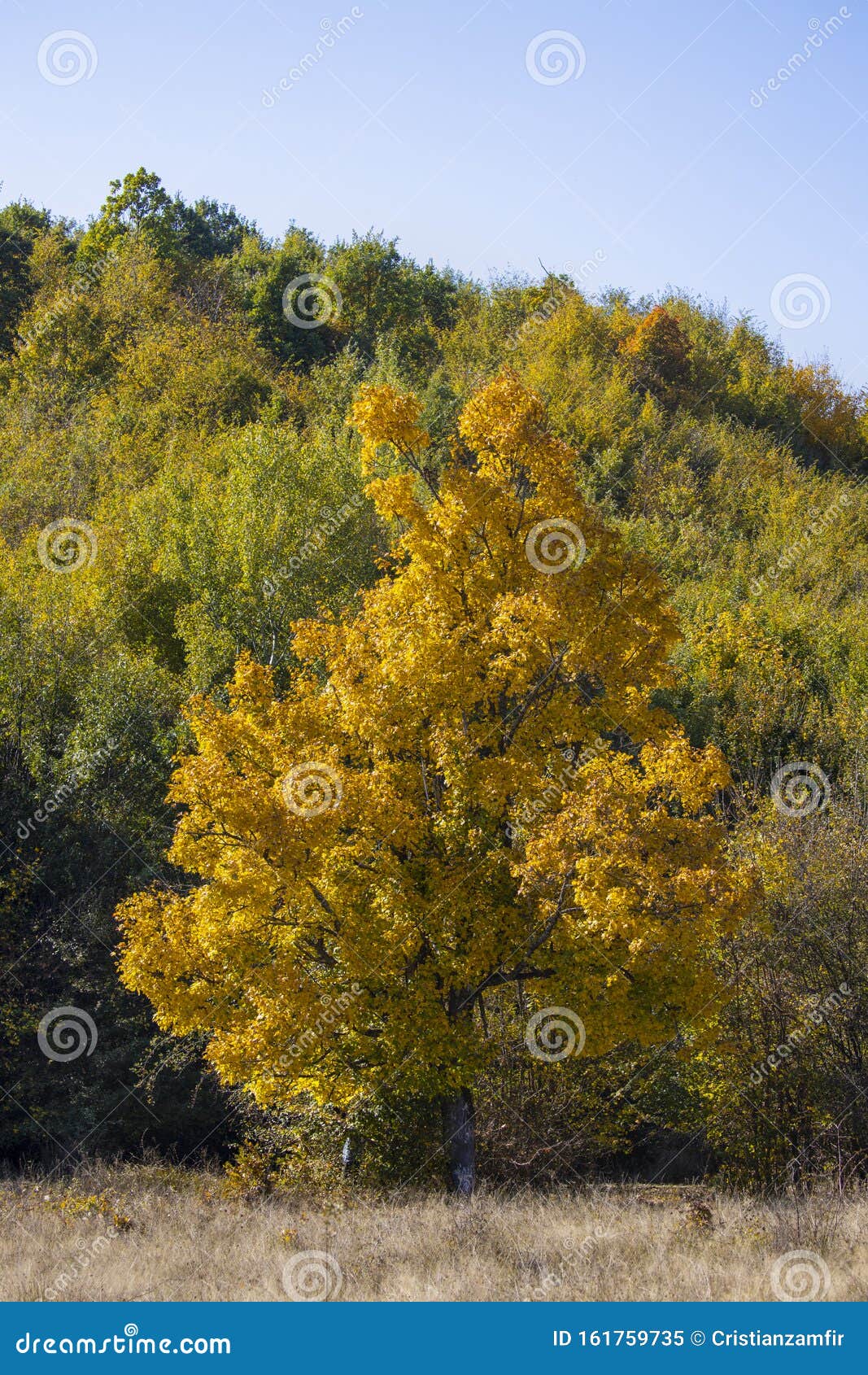 Huge Centennial Oak Tree on a Field Stock Image - Image of park, leafs ...
