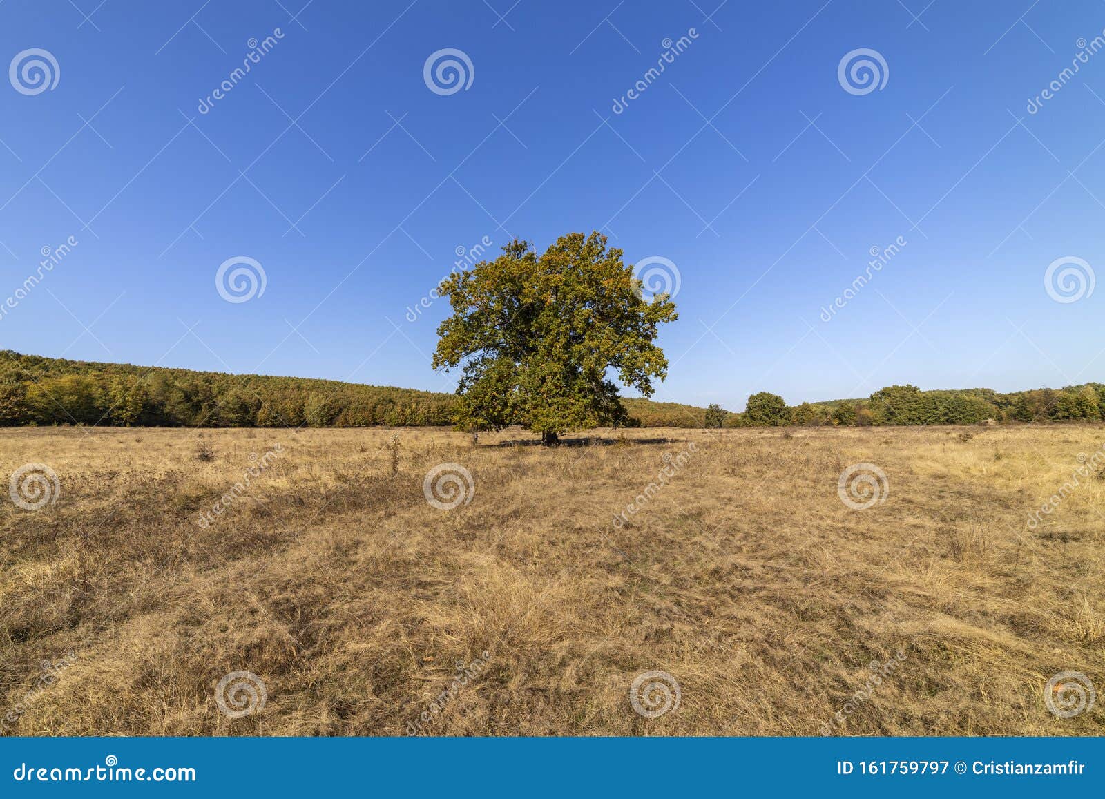 Huge Centennial Oak Tree on a Field Stock Image - Image of colorful ...