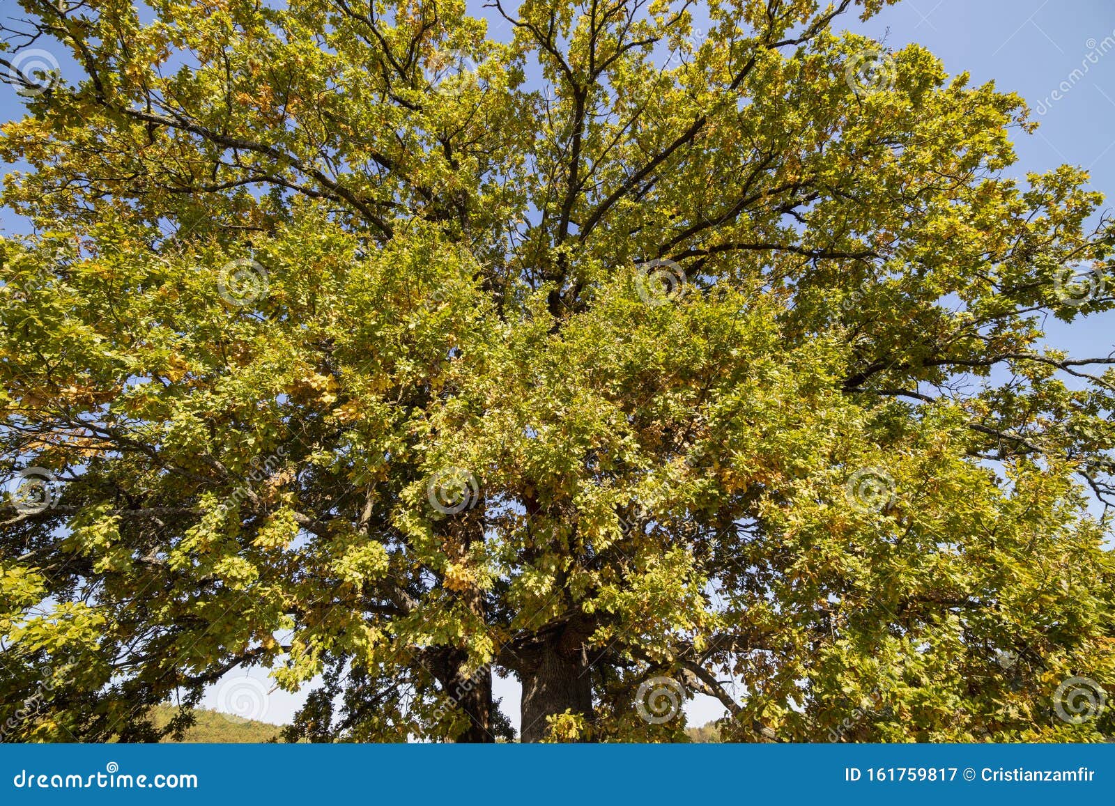 Huge Centennial Oak Tree on a Field Stock Image - Image of scenery ...